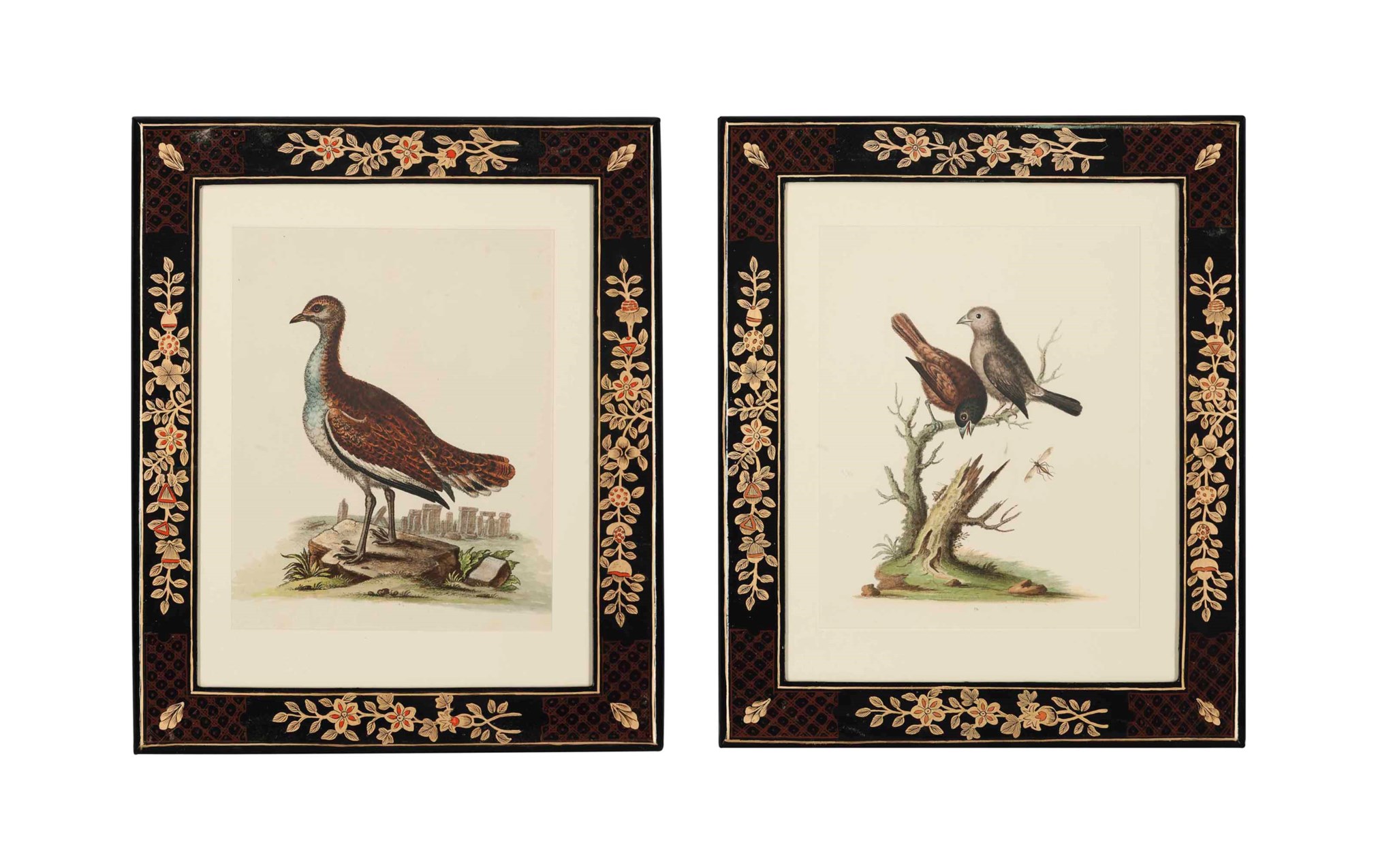 George Edwards (1697-1773) , Twelve Ornithological Studies, from A ...
