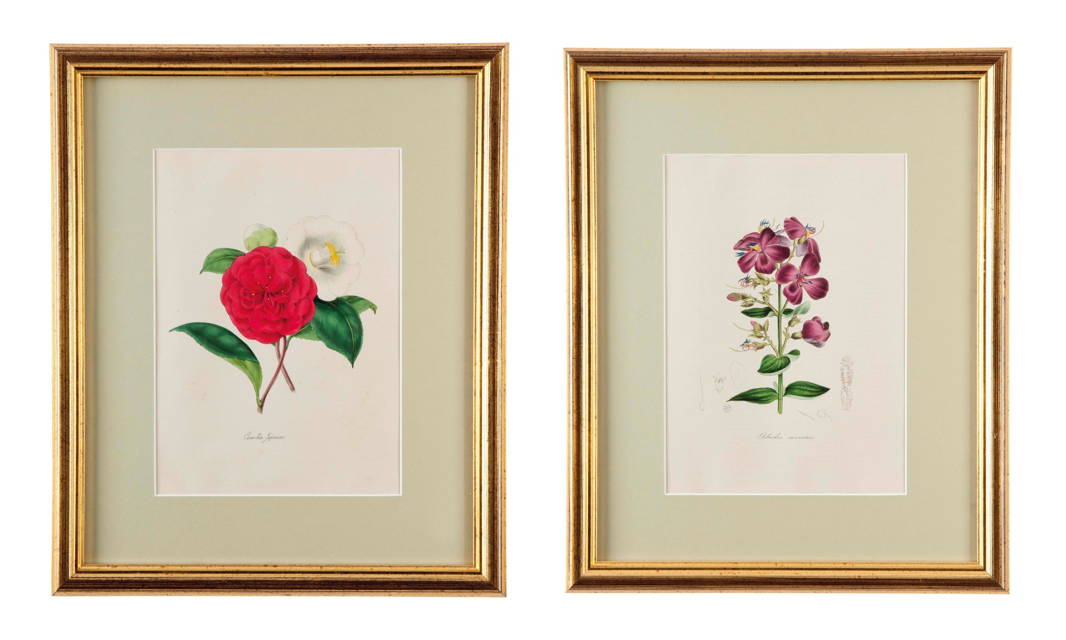 TWENTY HAND-COLOURED LITHOGRAPHS OF FLOWERS