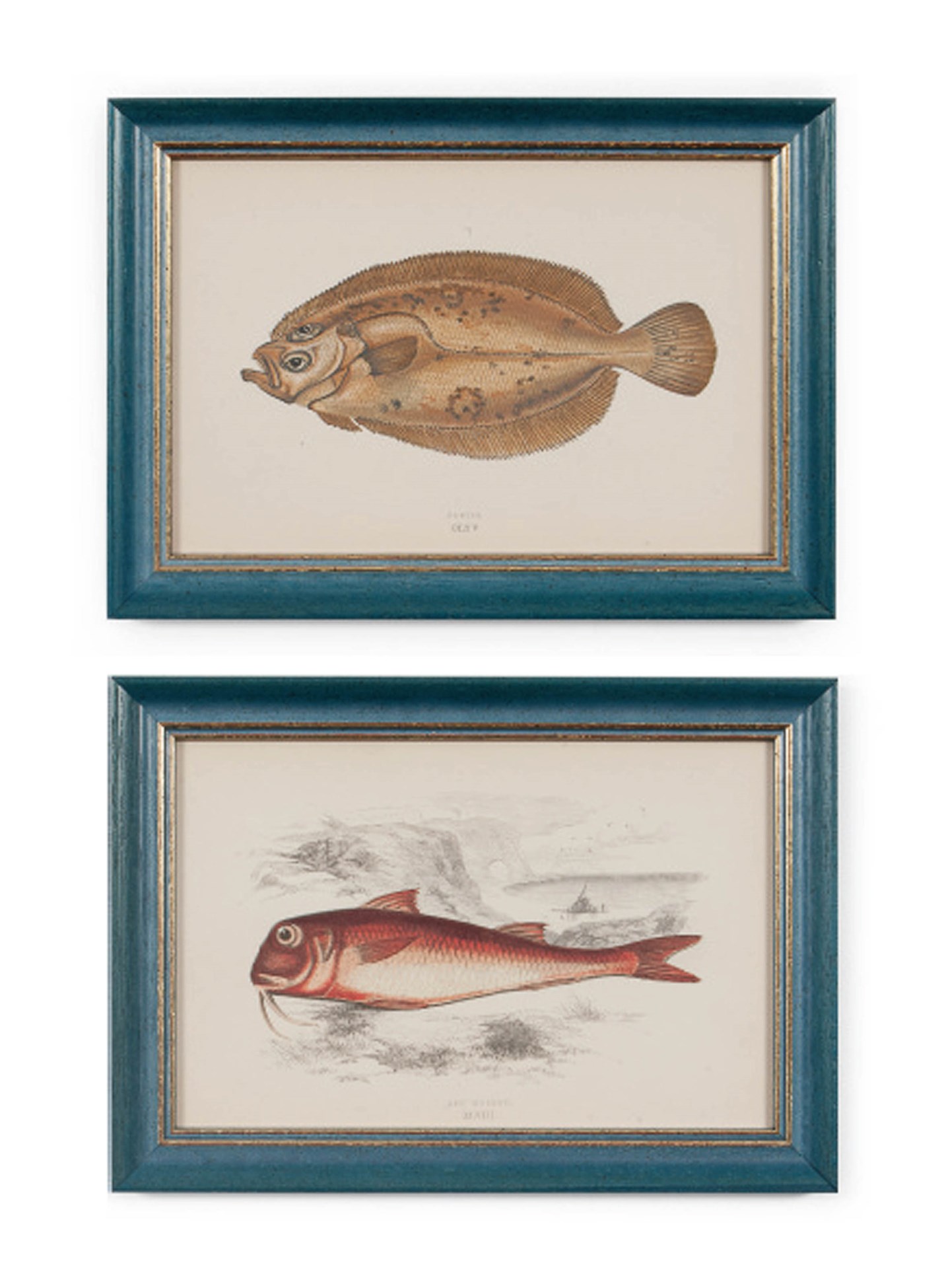 TWENTY HAND-COLOURED LITHOGRAPHS OF FISH , JONATHAN COUCH (1789-1870 ...