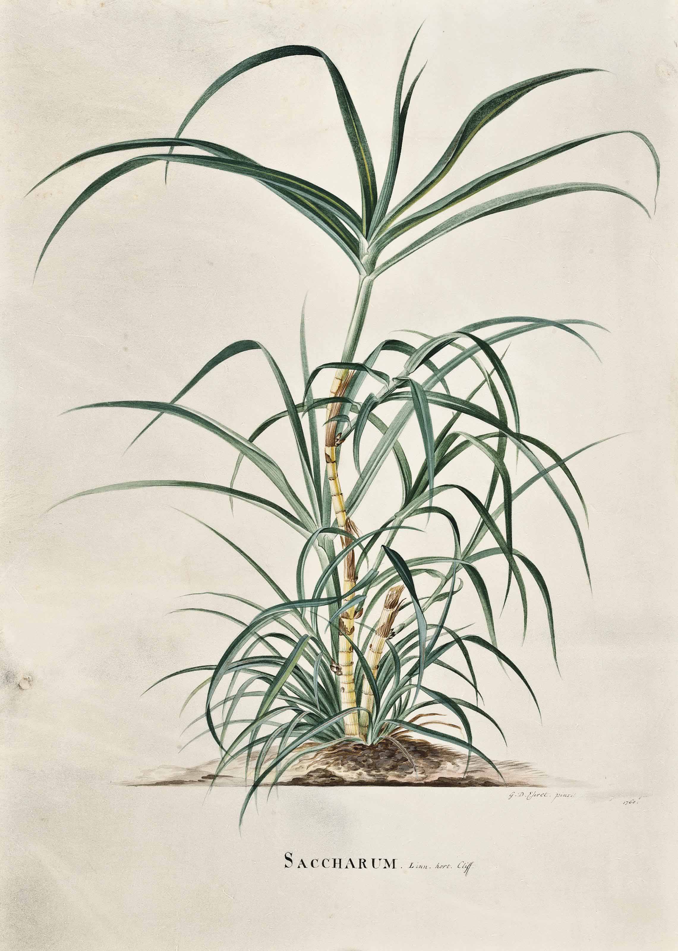 Georg Dionysius Ehret (1708-1770)