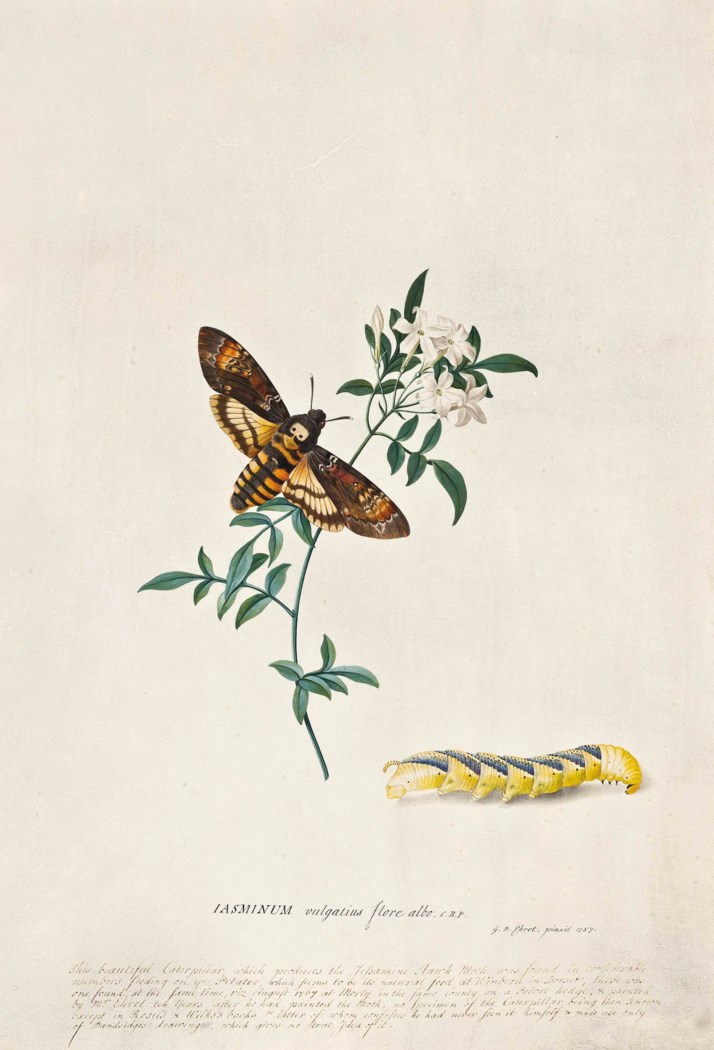 Georg Dionysius Ehret (1708-1770) , Jasminum vulgatius flore albo ...