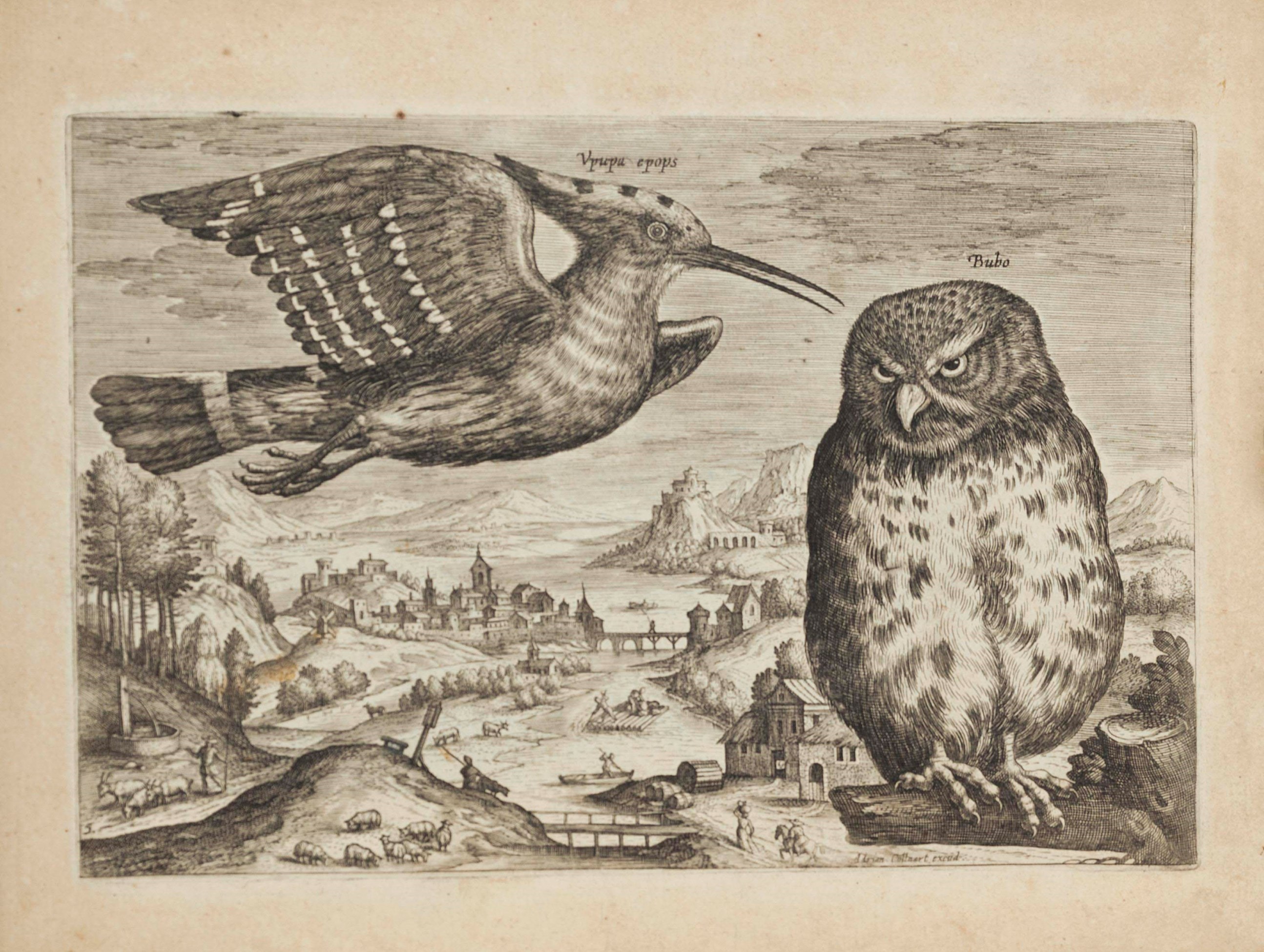 Adriaen Collaert (c.1560 1618) , Avium Vivae Icones (Hollstein 1405 ...