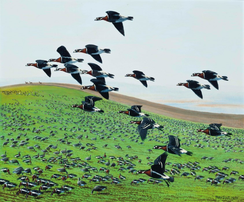 Sir Peter Markham Scott (1909-1989) , Red-breasted geese on migration ...