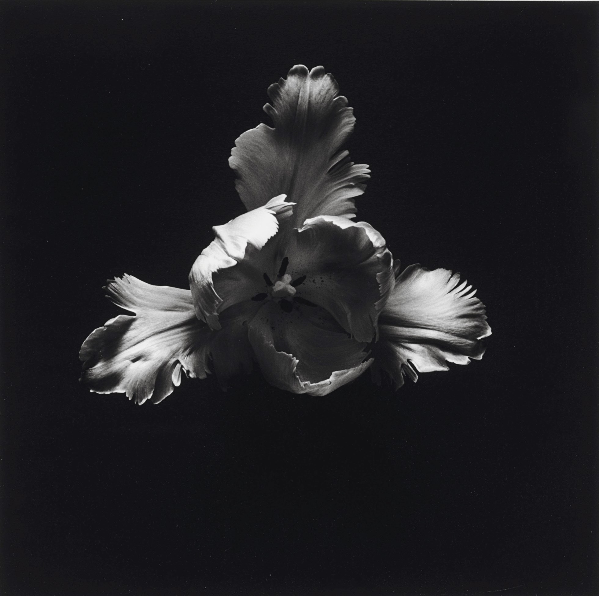 ROBERT MAPPLETHORPE (1946-1989) , Tulip, 1984 | Christie's