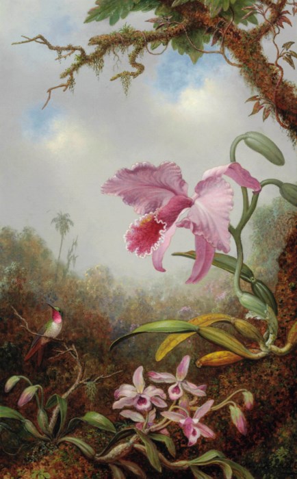 Martin Johnson Heade (1819-1904) , Hummingbird and Two Types of Orchids ...