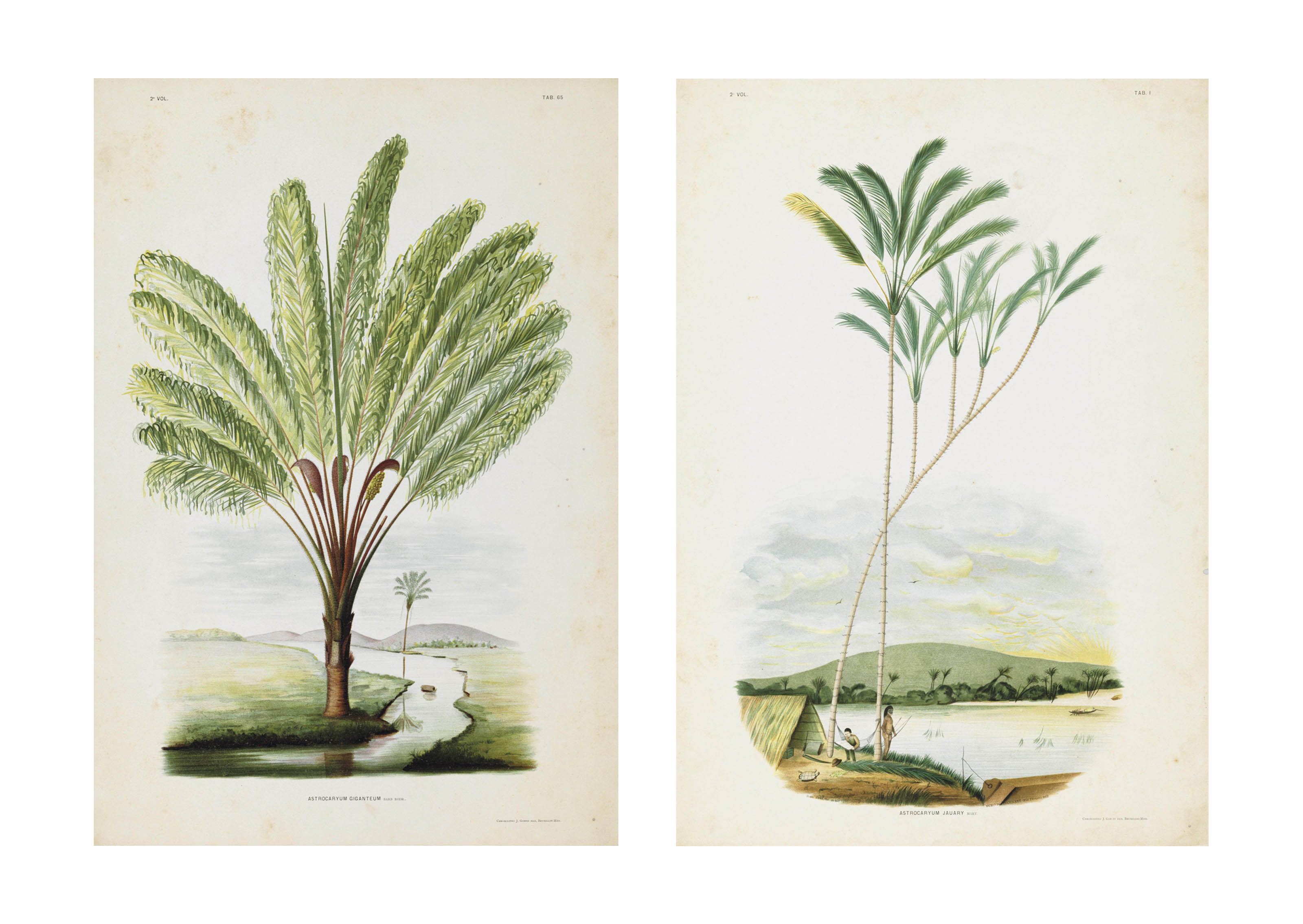 BARBOSA RODRIGUES, Joao (1842-1909). Sertum palmarum Brasiliensium ou ...