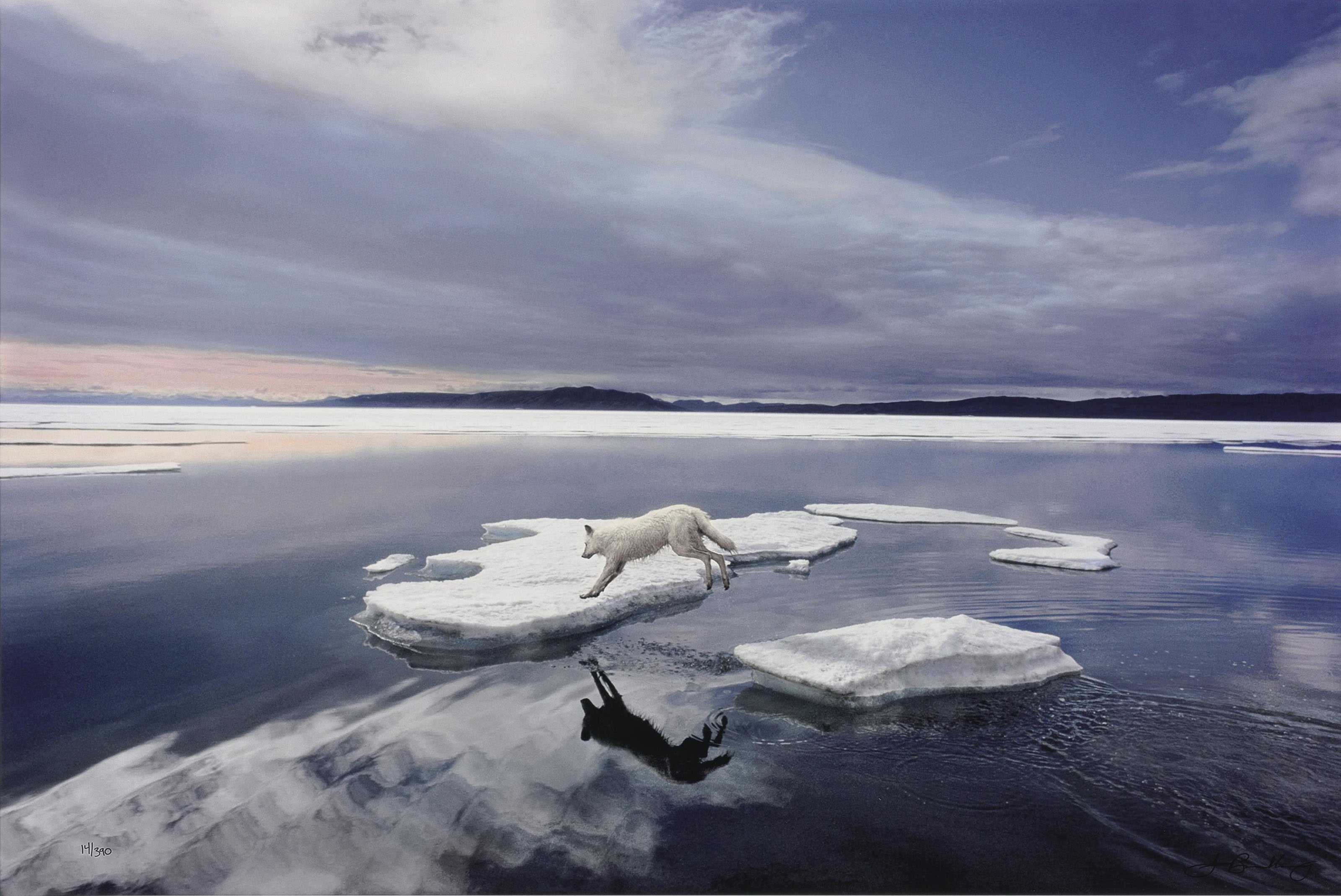 JIM BRANDENBURG (B. 1945) , White Wolf Leaping, 1986 | Christie's