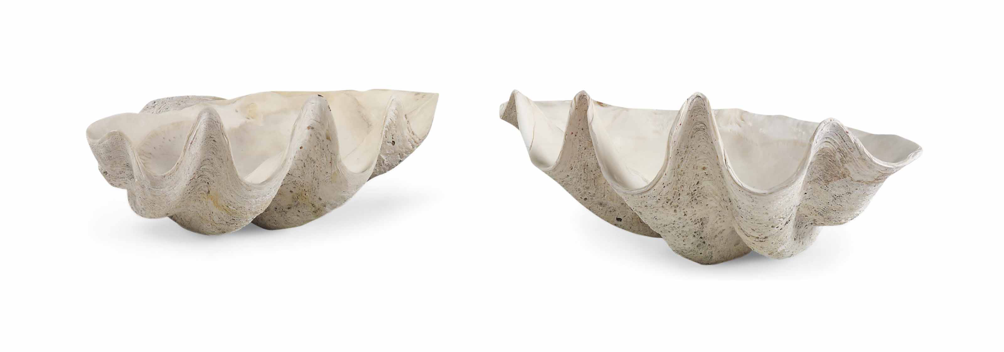 A PAIR OF GIANT CLAM SHELLS (TRIDACNA GIGAS)