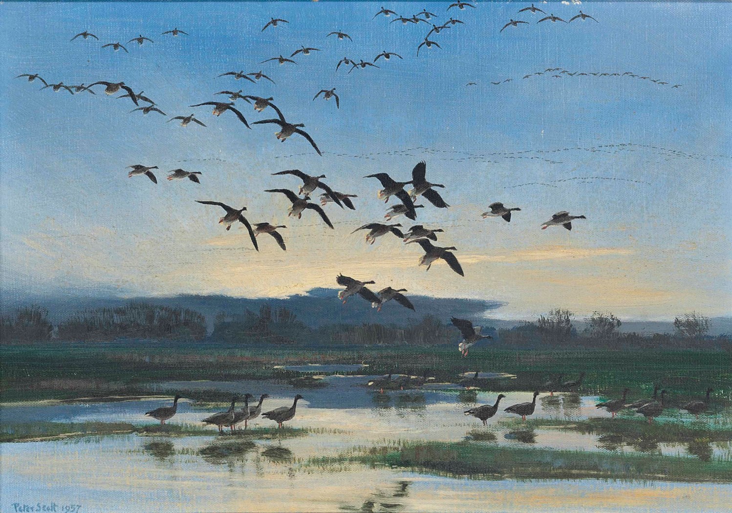 Sir Peter Markham Scott (1909-1989) , Pinkfeet arriving in the blue of ...