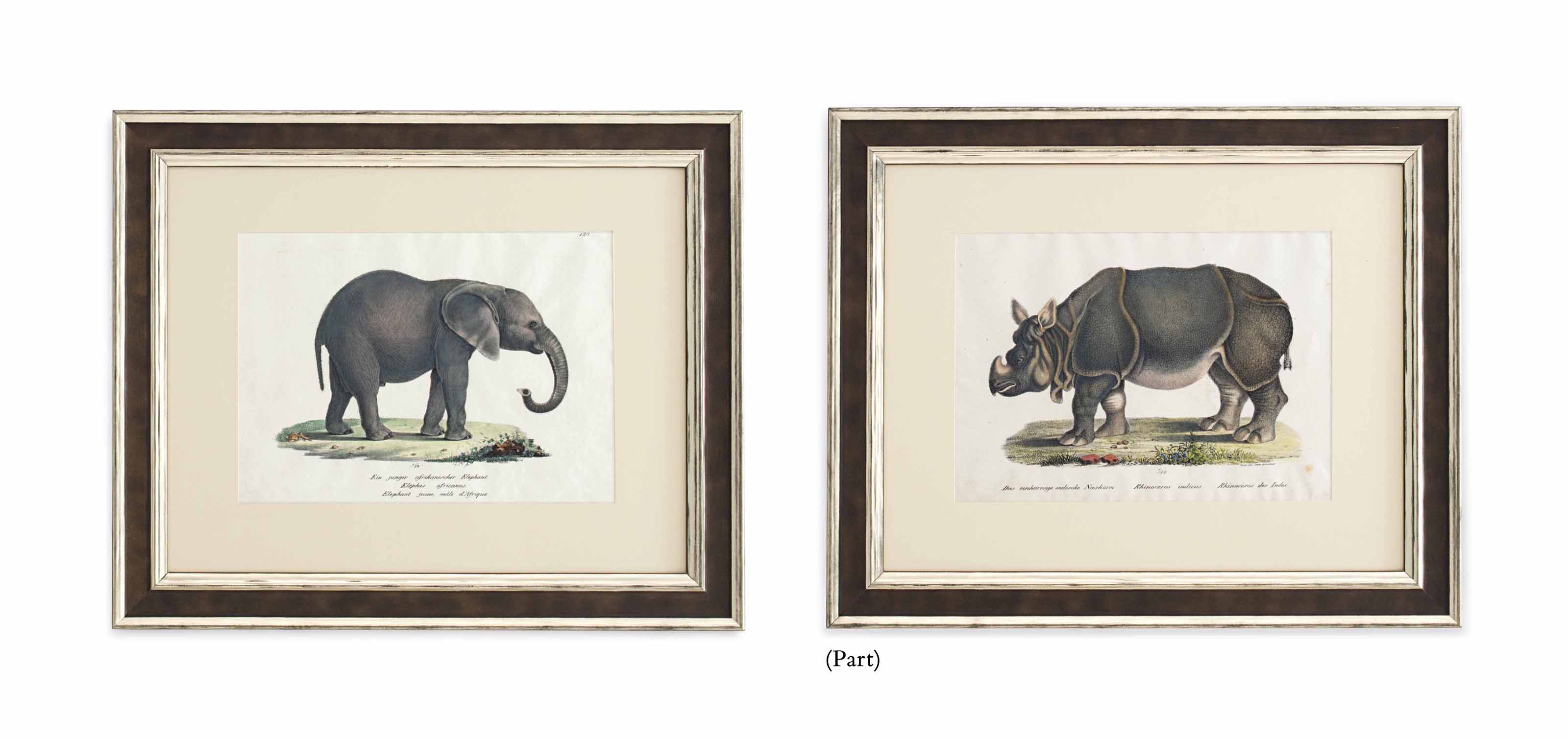 TWELVE COLOURED LITHOGRAPHS OF AFRICAN AND ASIAN ANIMALS
