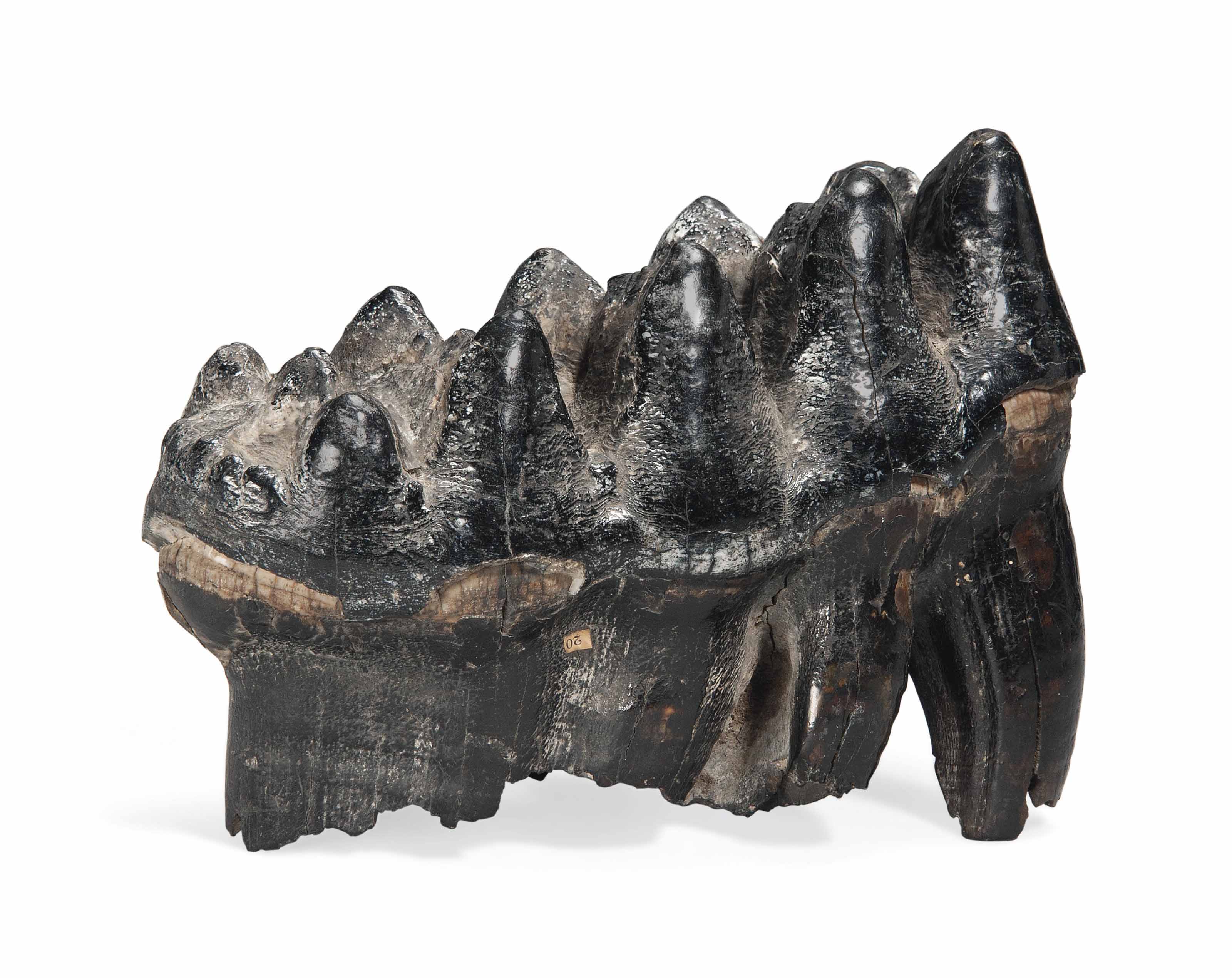 A MASTODON TOOTH , AMERICA | Christie's