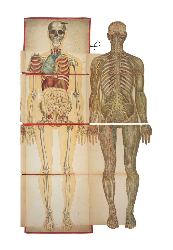 ENGLISH SCHOOL, 1890 , A life-size didactic anatomical diagram showing ...