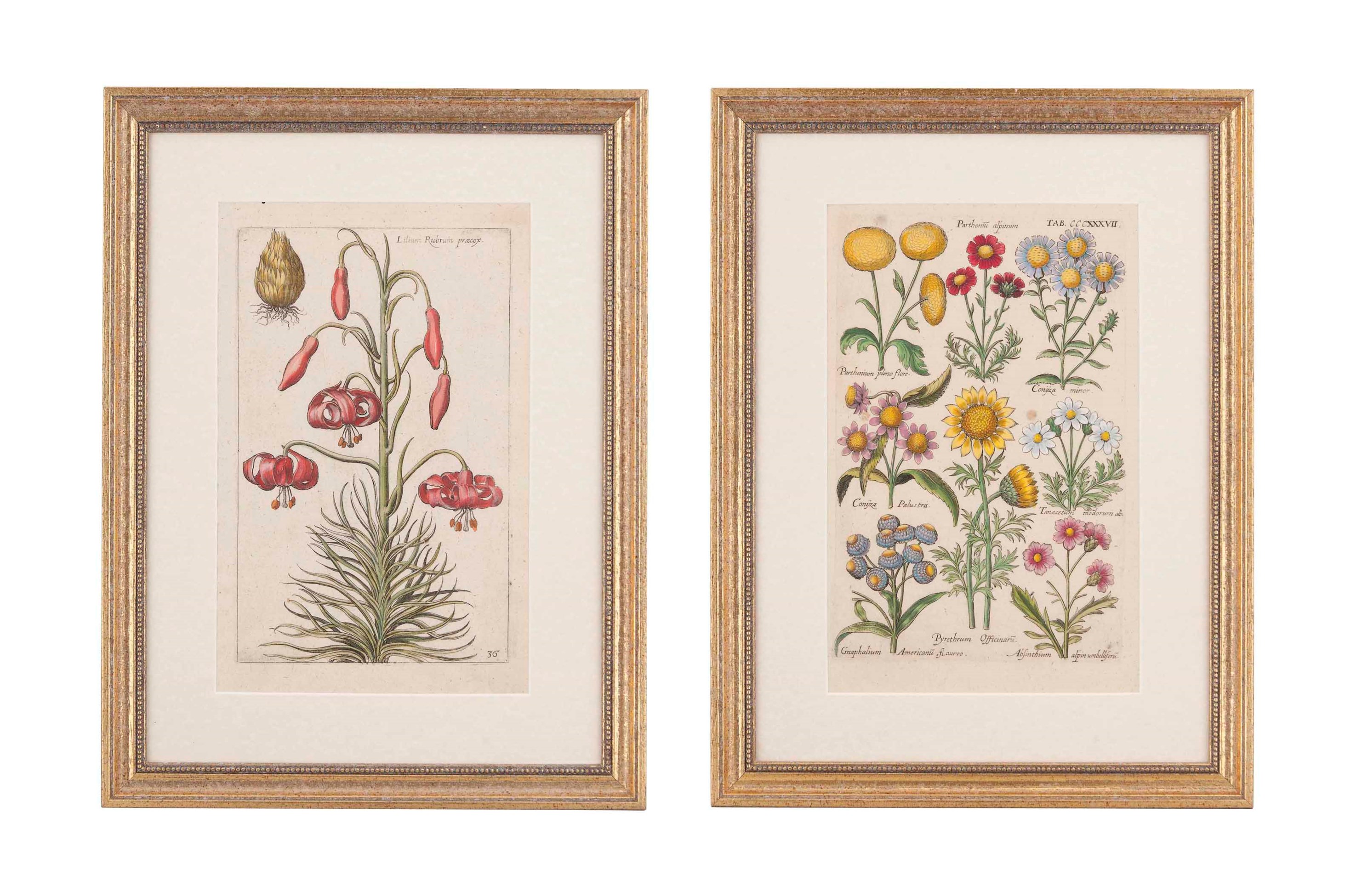 TWELVE BOTANICAL ENGRAVINGS FROM THE BOOK 'FLORILEGIUM NOVUM', LATE ...