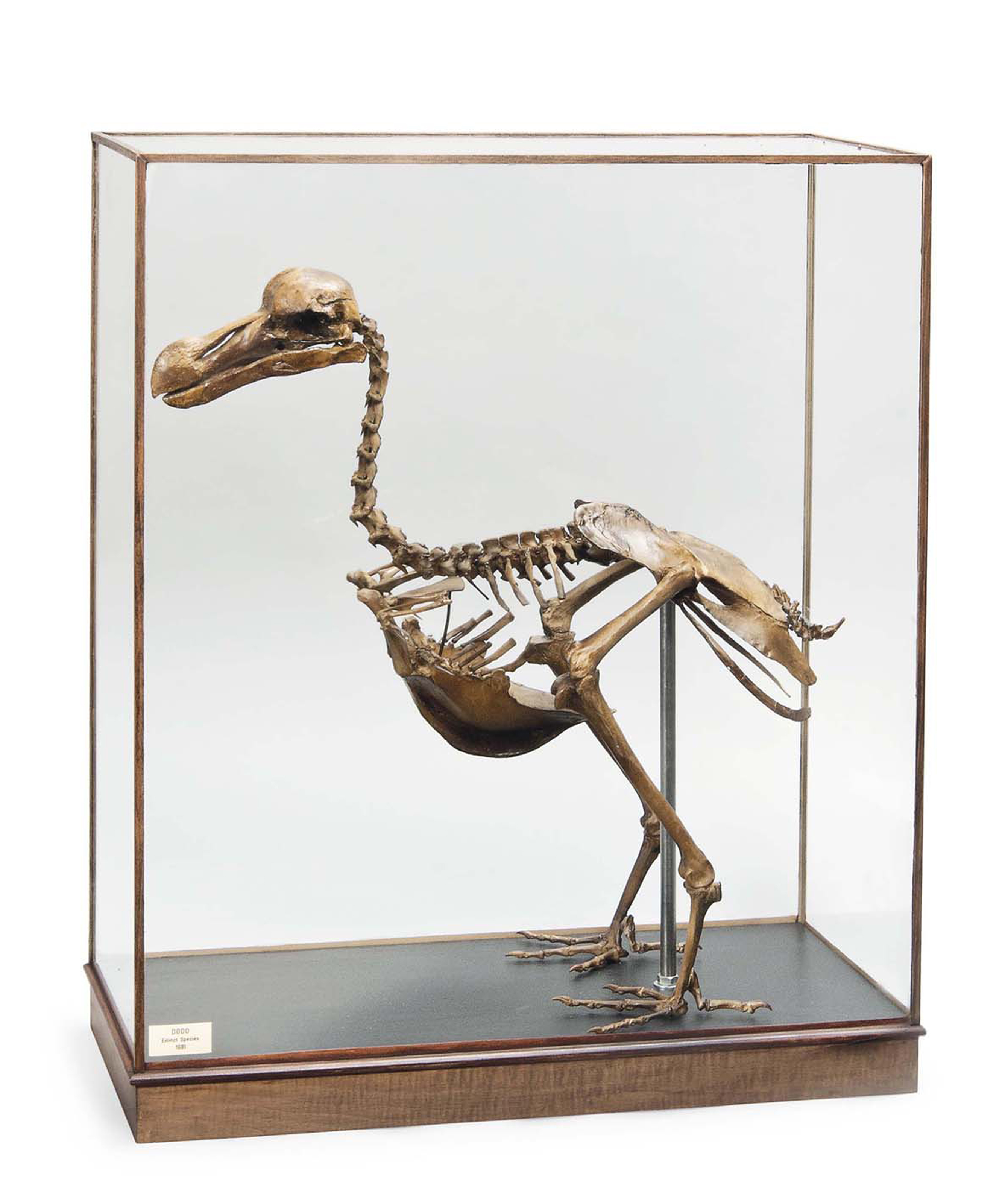 Dodo Bird Fossil