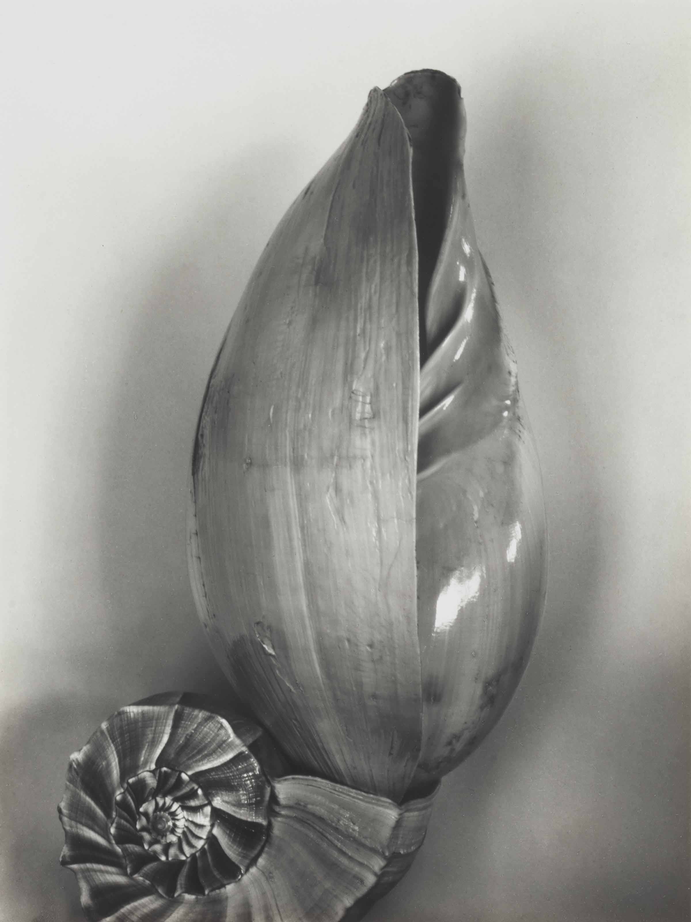 EDWARD WESTON (1886-1958) , Shell, 1927 | Christie's