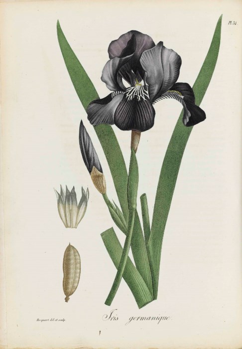 ROQUES, Joseph. Phytographie médicale, ornée de figures coloriées de ...