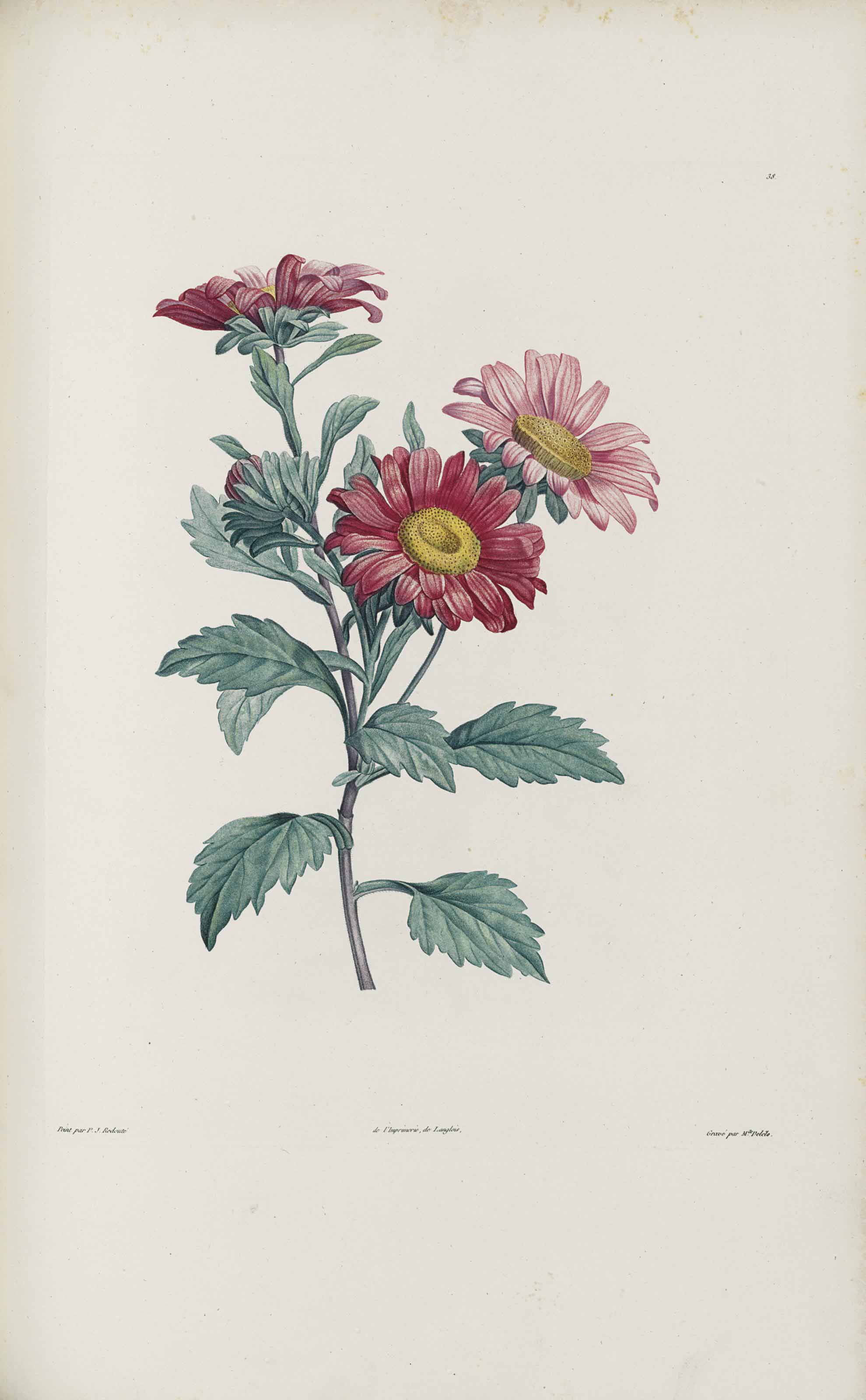 ROQUES, Joseph. Phytographie médicale, ornée de figures coloriées de ...