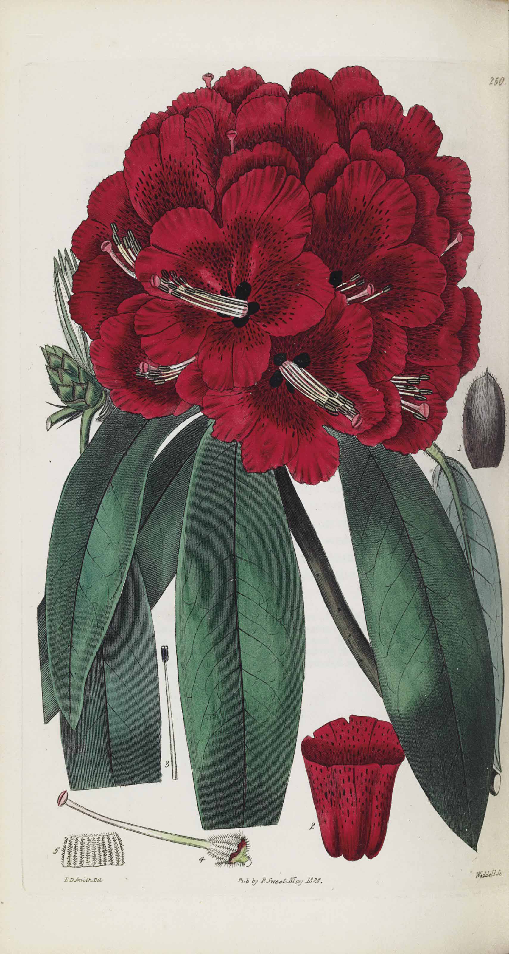 ROQUES, Joseph. Phytographie médicale, ornée de figures coloriées de ...