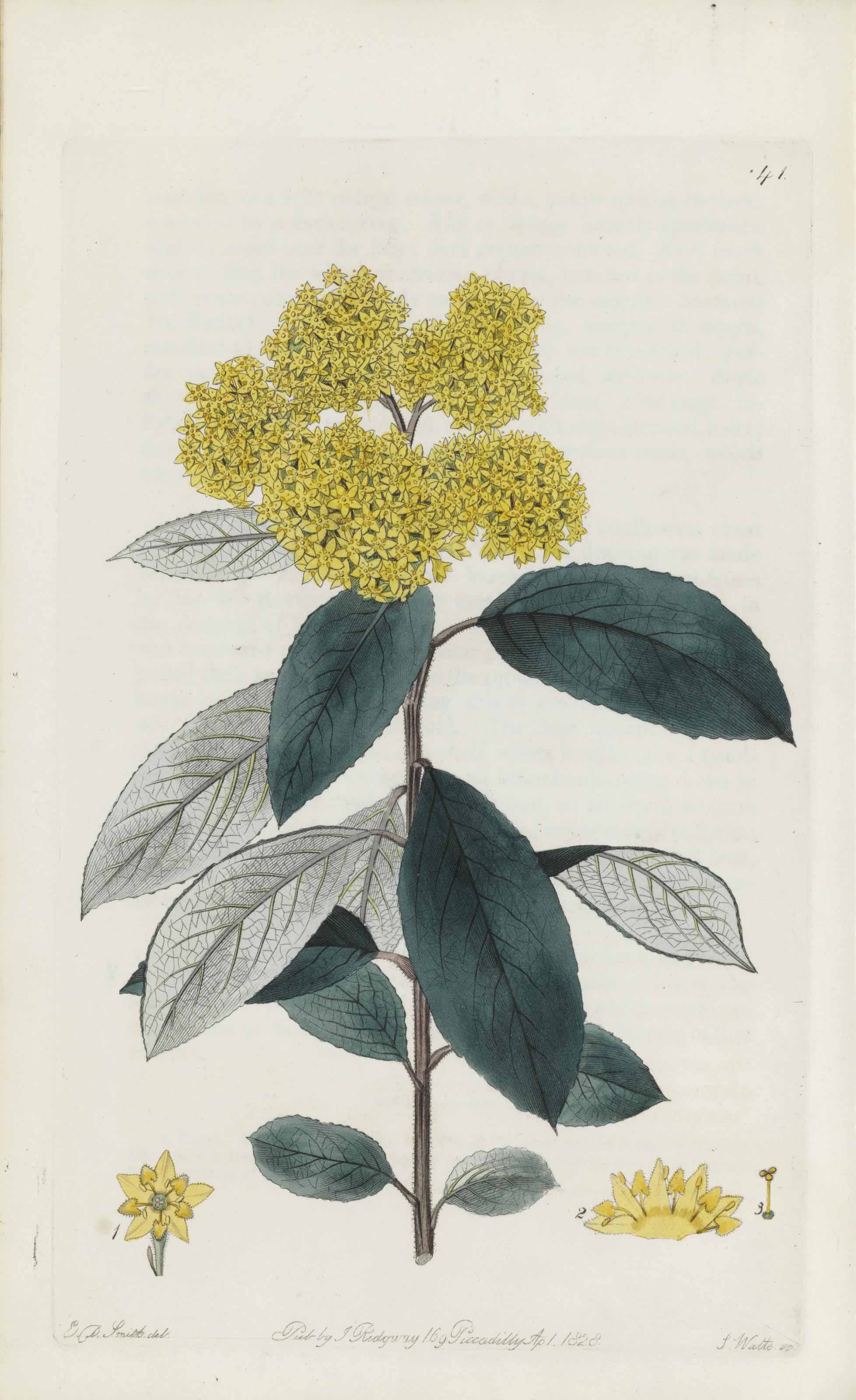 ROQUES, Joseph. Phytographie médicale, ornée de figures coloriées de ...