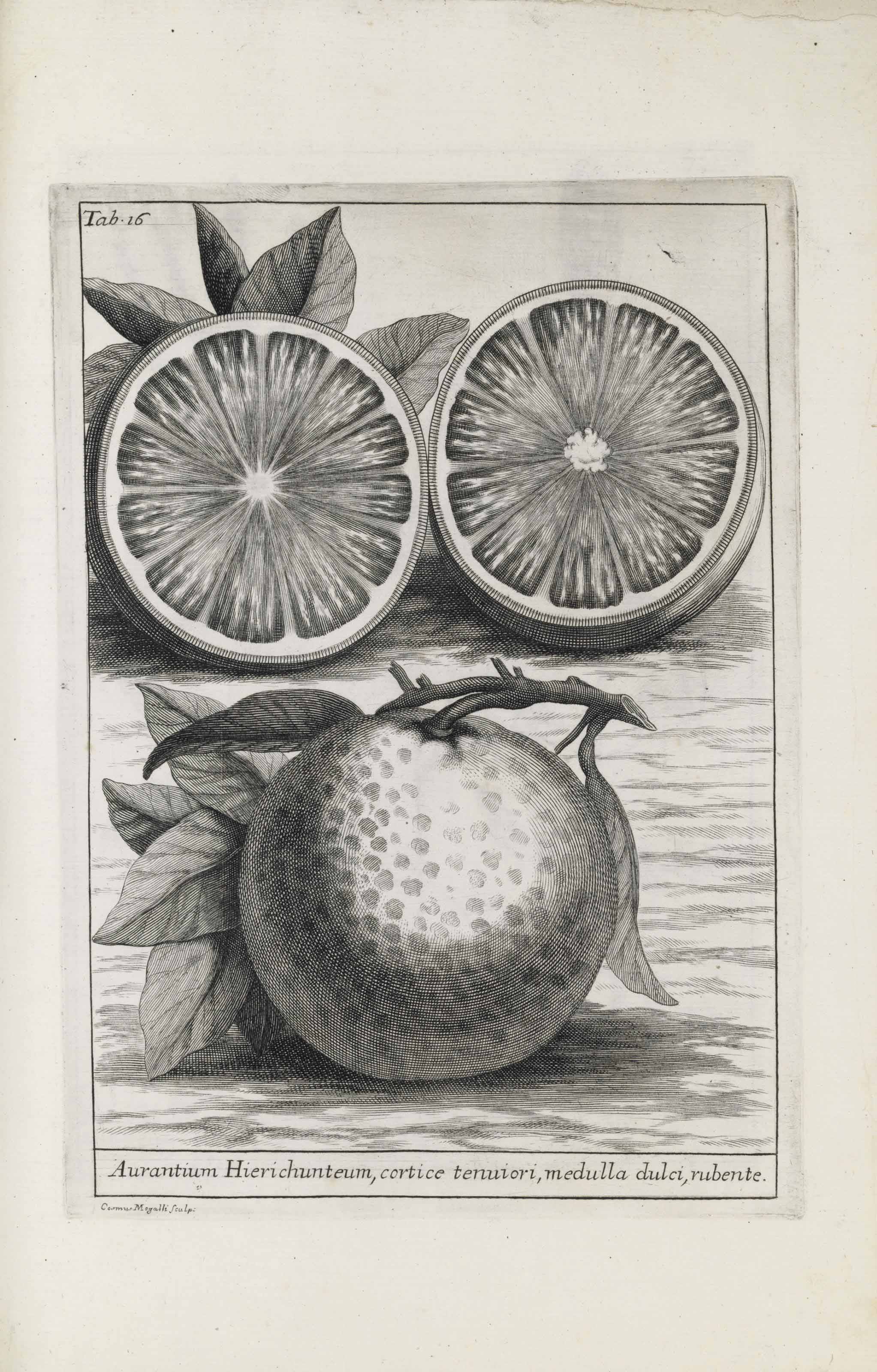 ROQUES, Joseph. Phytographie médicale, ornée de figures coloriées de ...