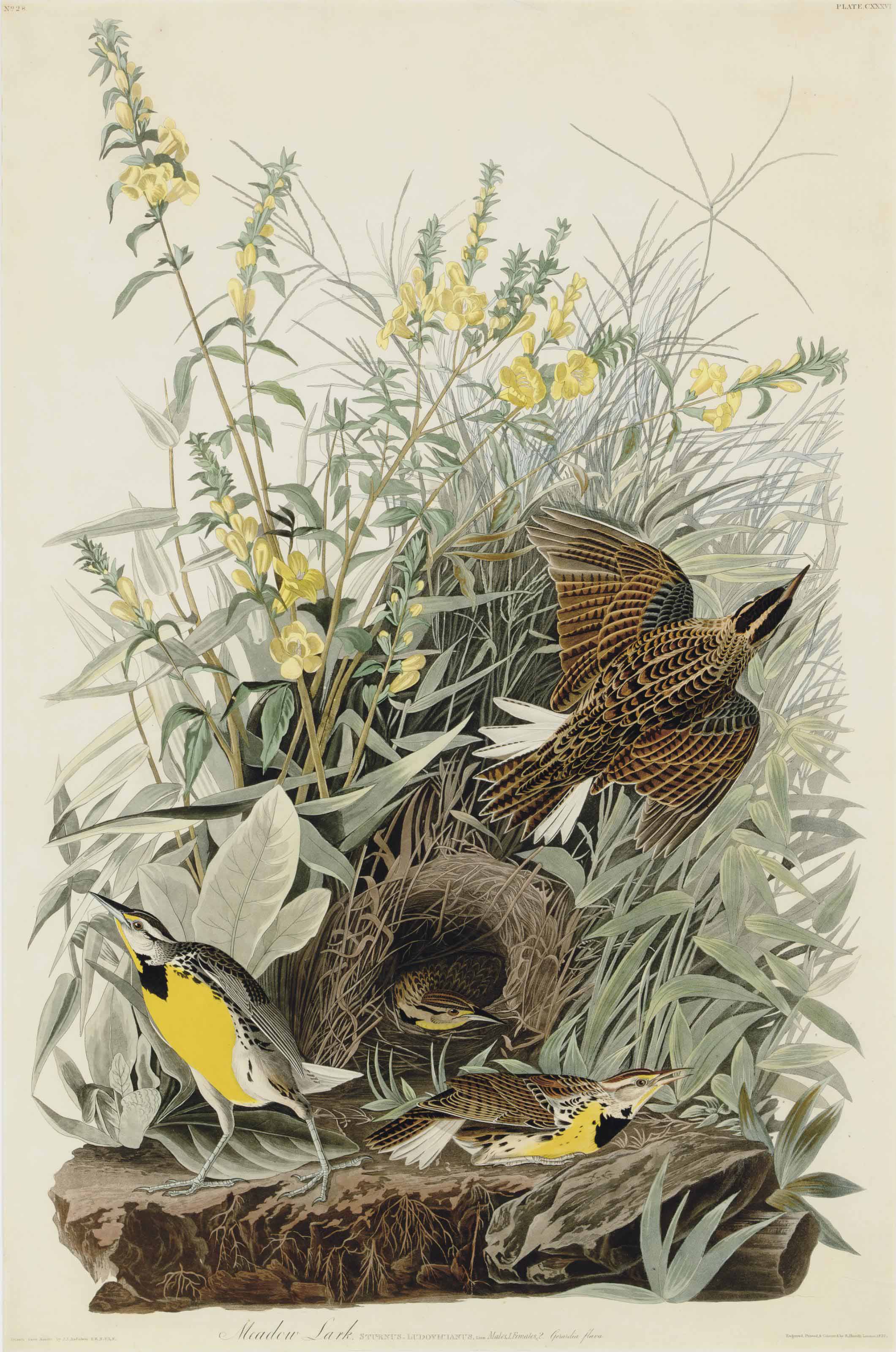 Museum Art Reproductions Meadow Lark by Robert Havell (1793-1878 ...