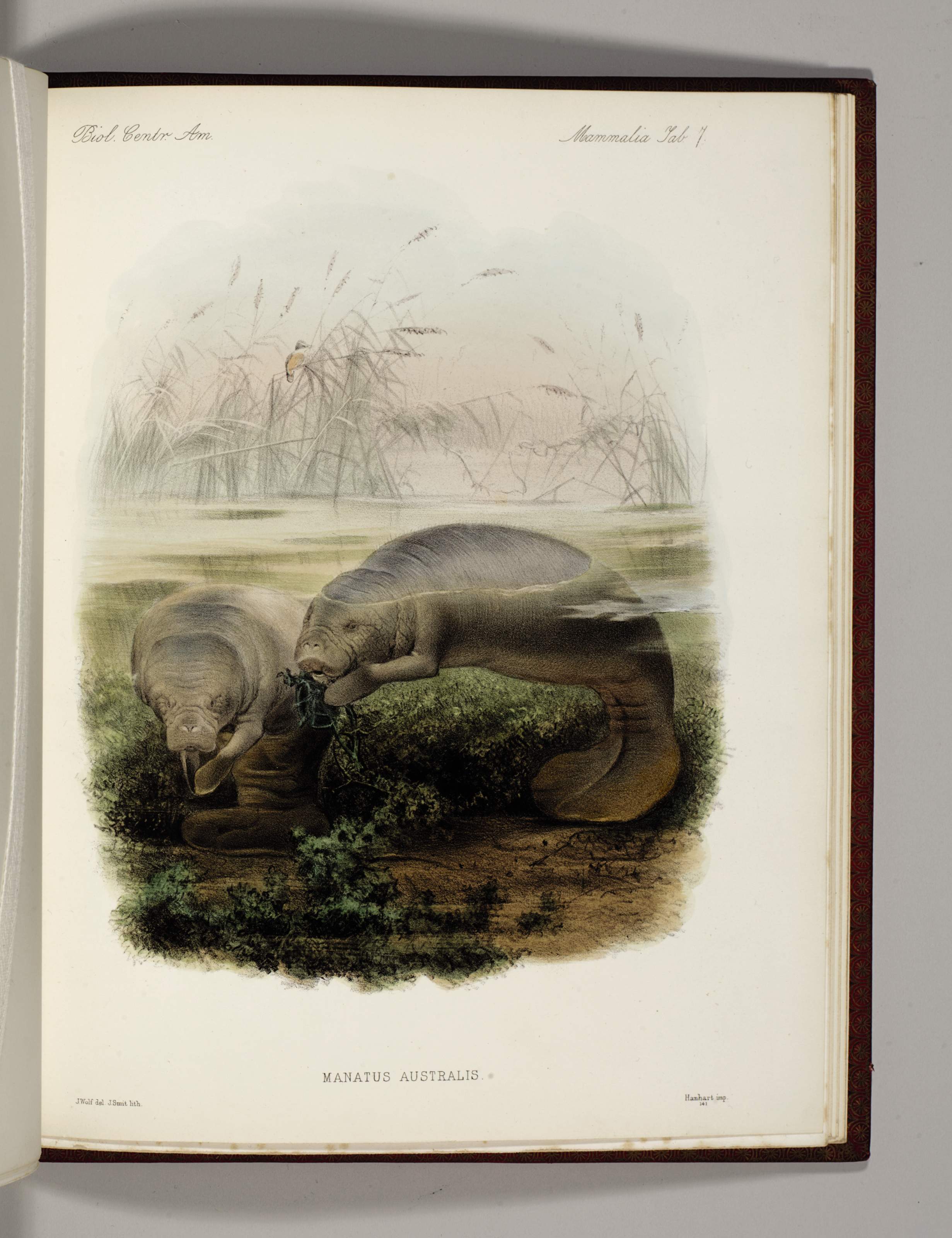 GODMAN, Frederick DuCane and Osbert SALVIN, editors. Biologia Centrali ...