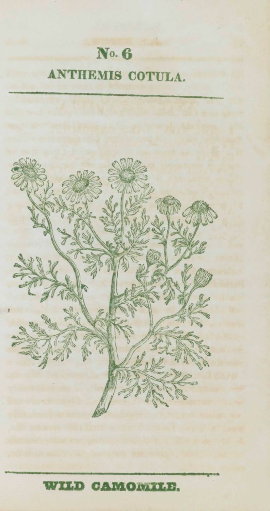 RAFINESQUE, Constantine Samuel (1783-1840). Medical Flora; or Manual of ...