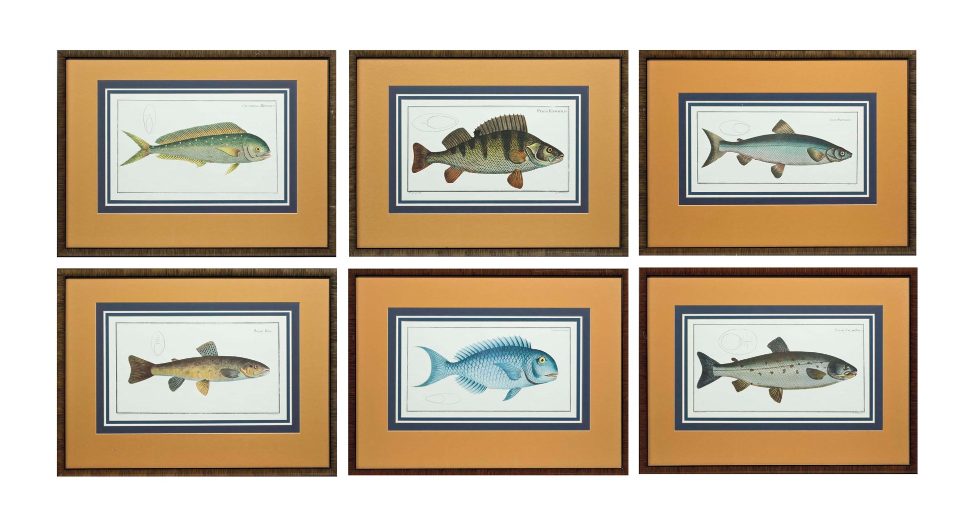 A SET OF SIX FRAMED PRINTS OF FISH | Christie's