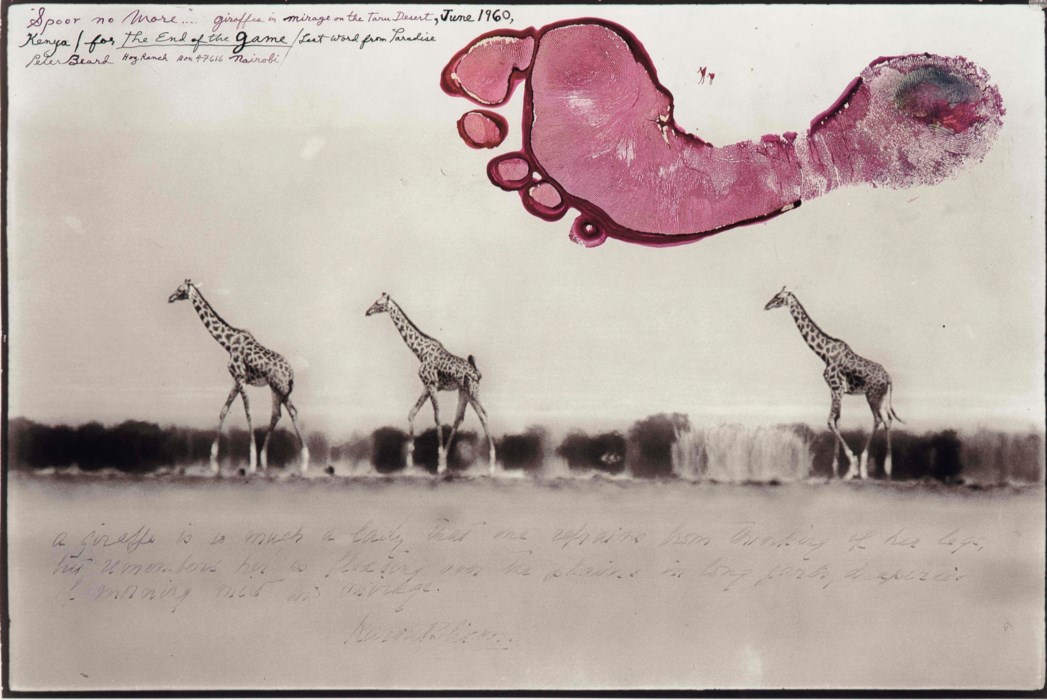 PETER BEARD (B. 1938) , Giraffes in Mirage on the Taru Desert, Kenya ...