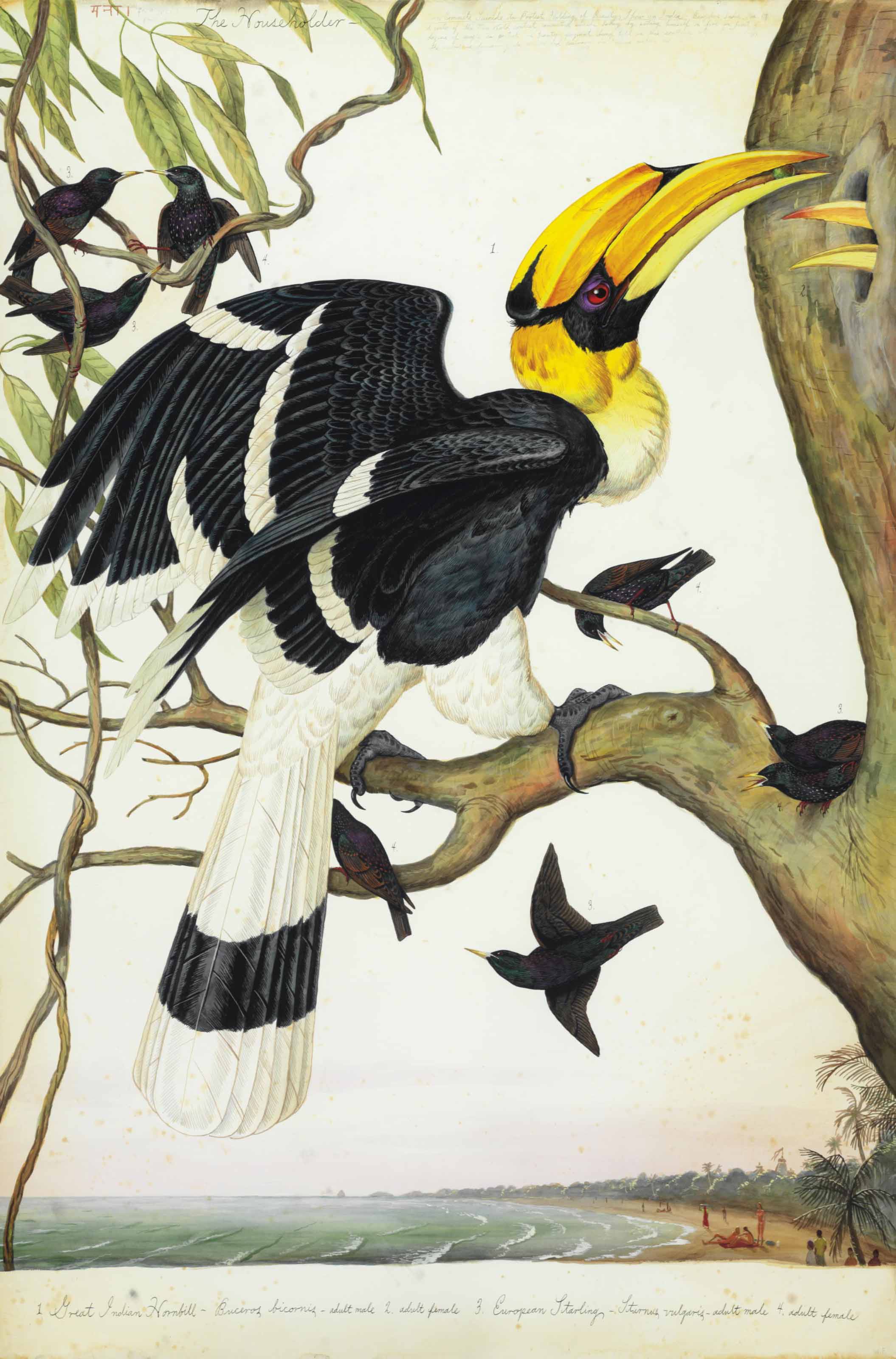 Walton Ford (b. 1960) , The Householder | Christie's