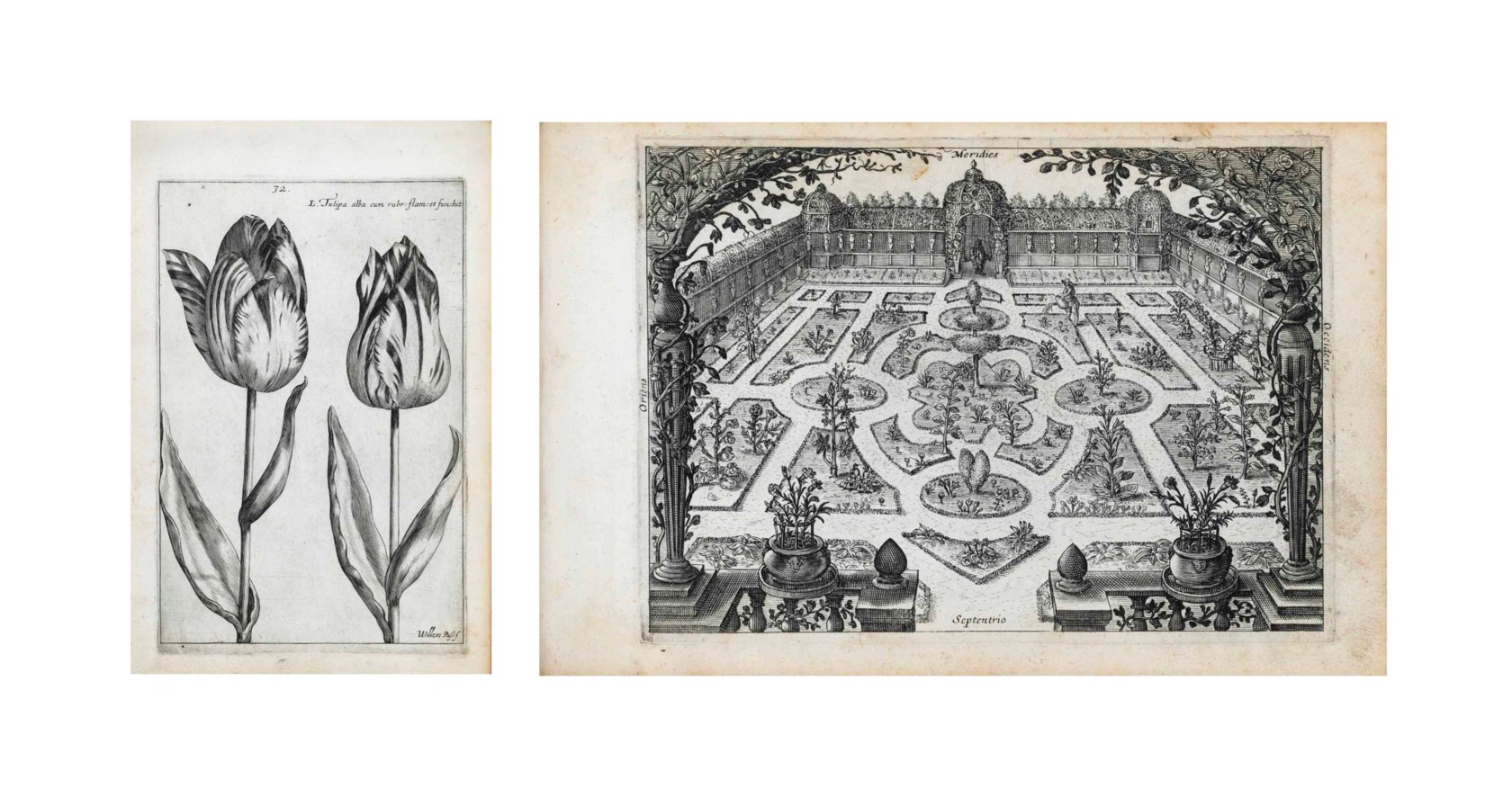 PASSE, Crispin van de (1589-1670). Hortus Floridus in quo rariorum ...