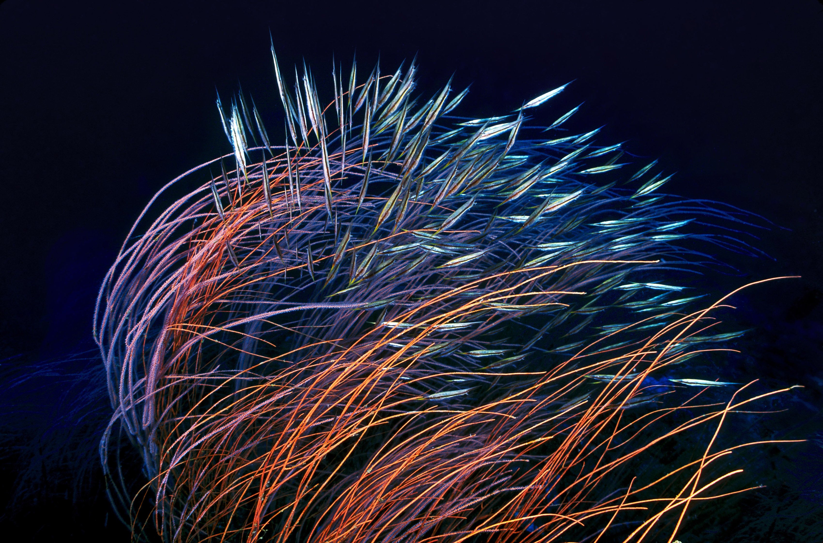 Shrimpfish, Papua New Guinea, 1999, David Doubilet | Christie’s