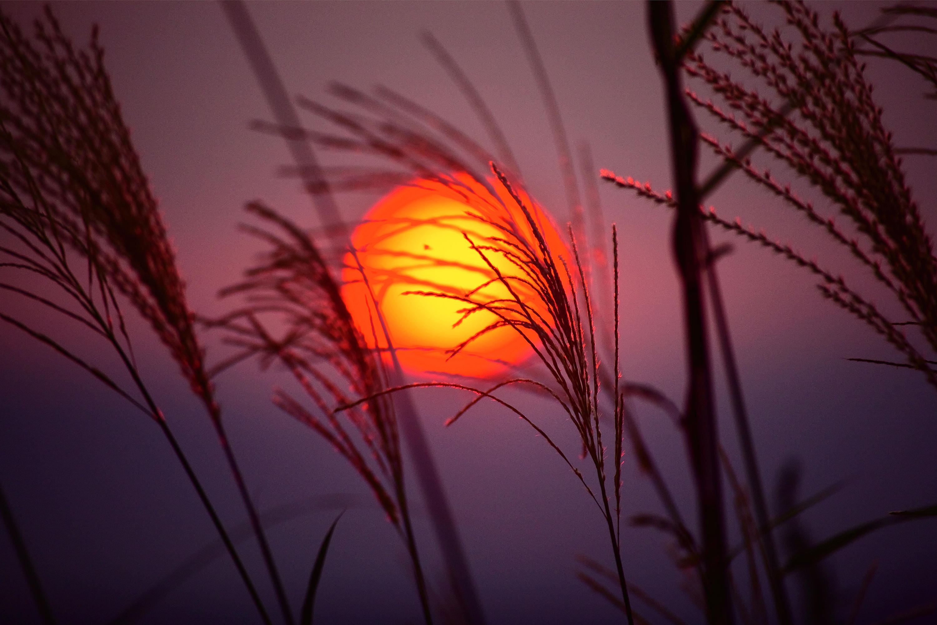 Basho Sunset, Japan, 2006, Michael S. Yamashita | Christie’s