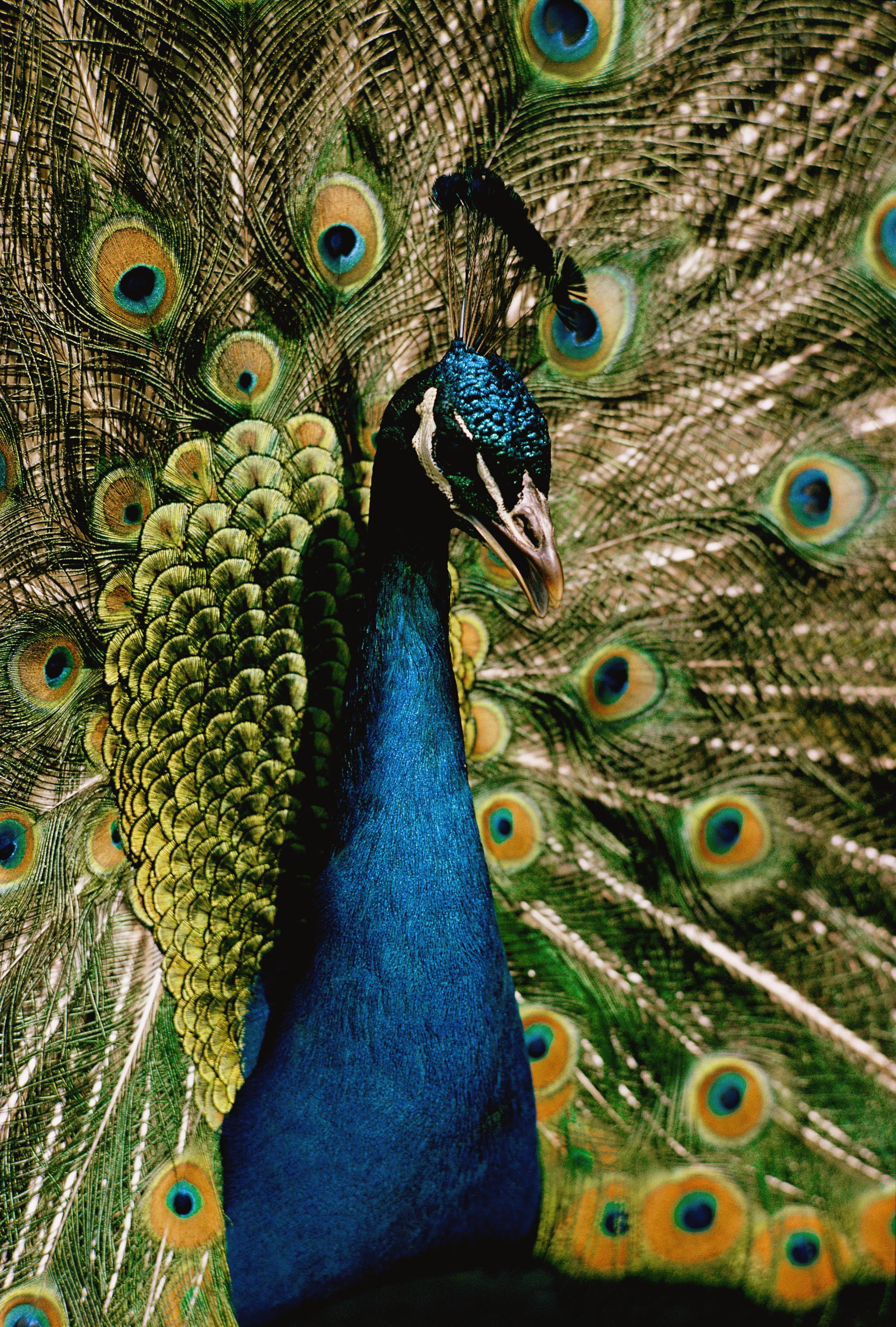 England, c. 1966, George F. Mobley | Christie’s