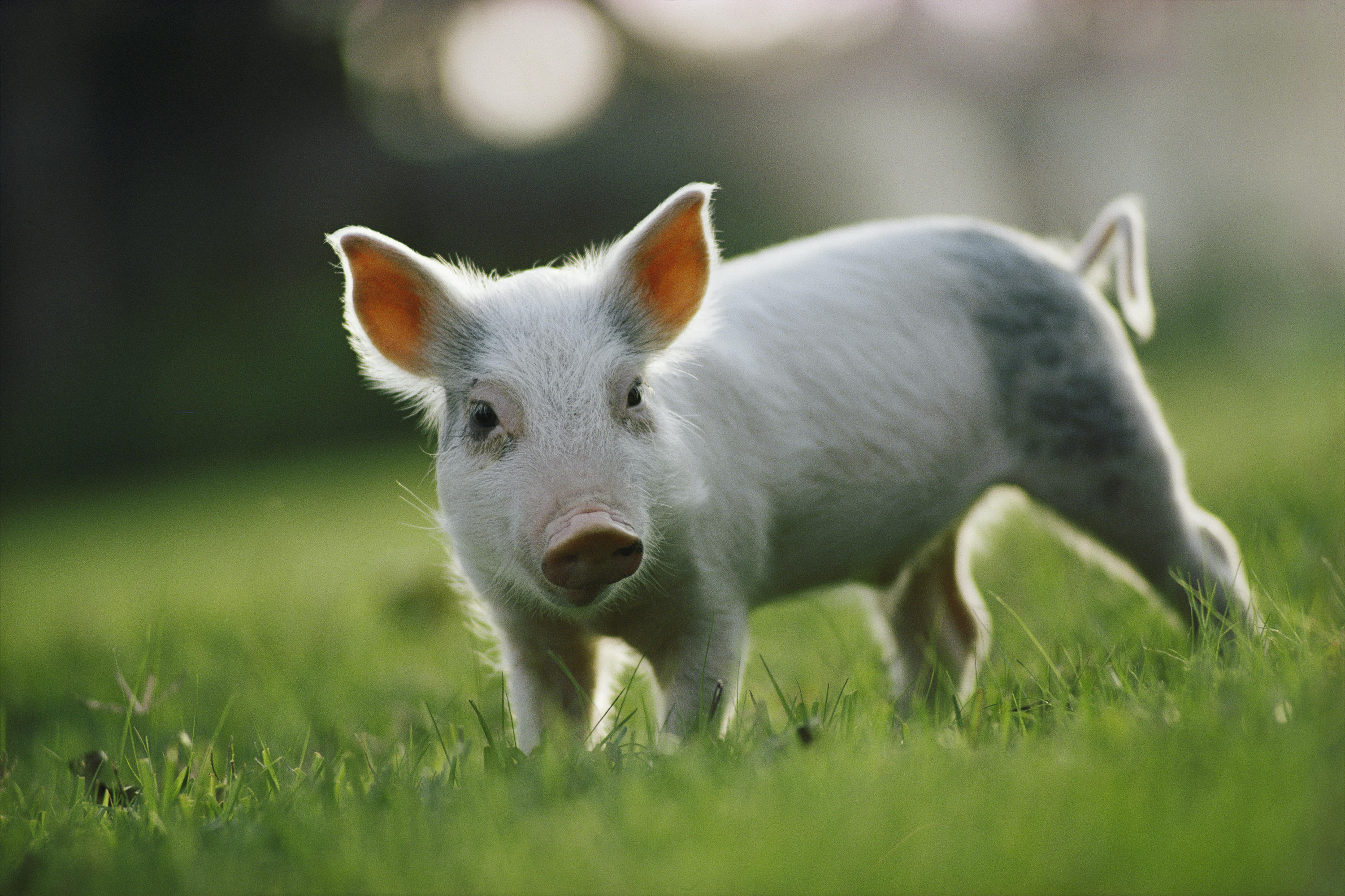 Aquarena Springs, San Marcos, Texas, 1982, George F. Mobley | Christie’s