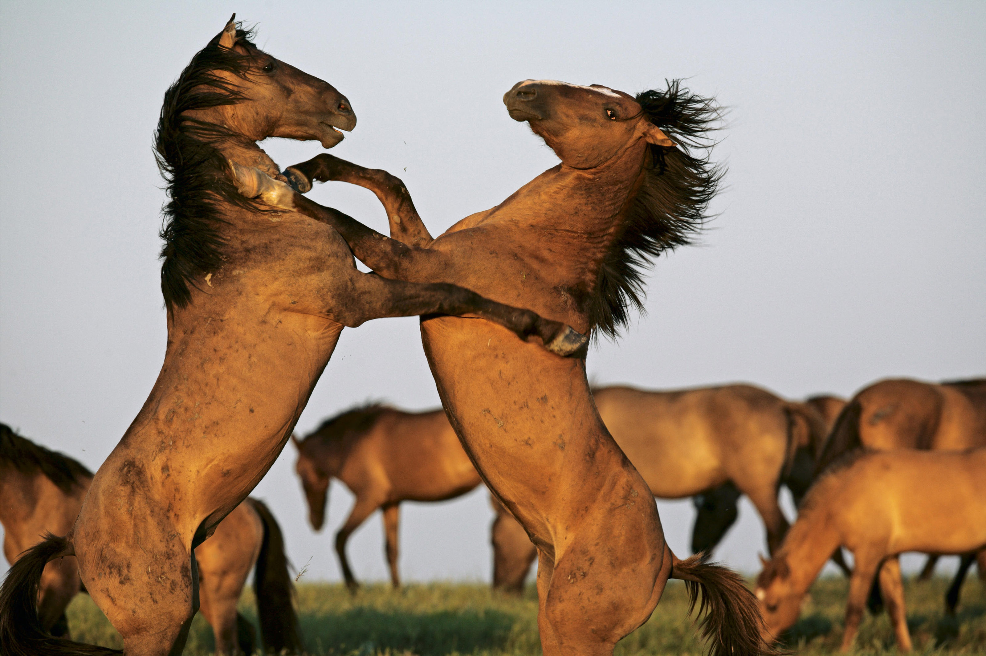 Fighting Stallions, Lantry, South Dakota, 2007, Melissa Farlow | Christie’s