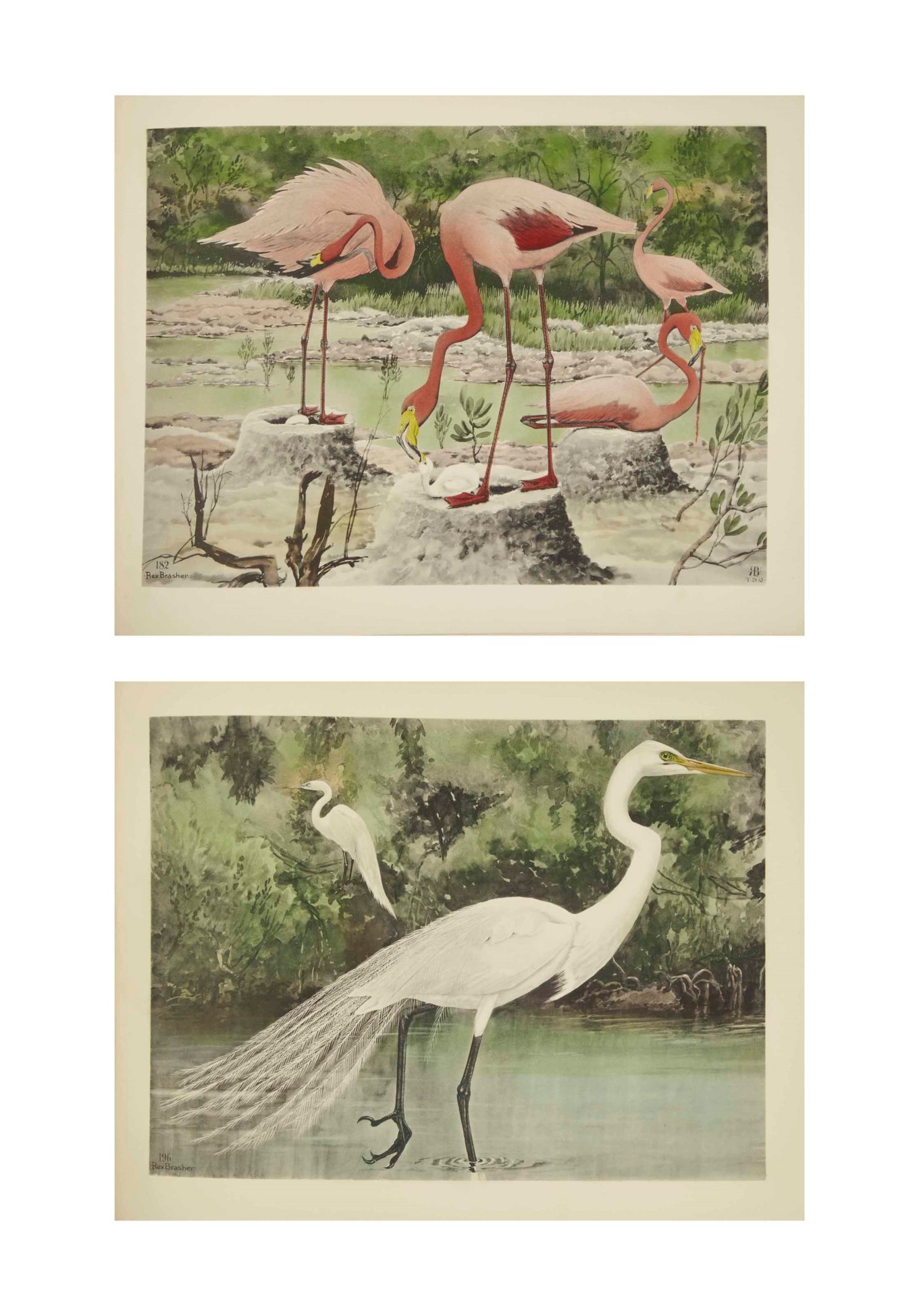 BRASHER, Rex (1869-1960). Birds and Trees of North America. Kent ...