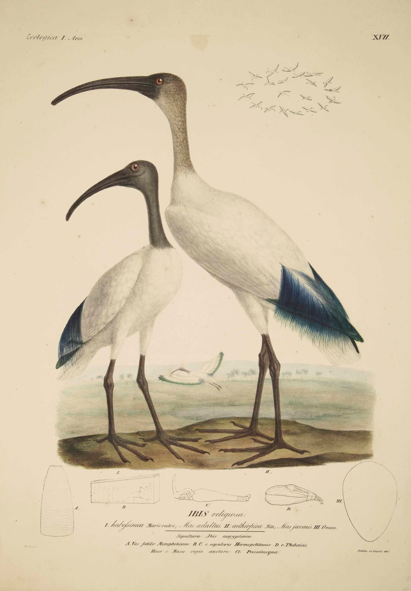 EHRENBERG, Christian Gottfried (1795-1876) & Carl Moritz SCHUMANN ...