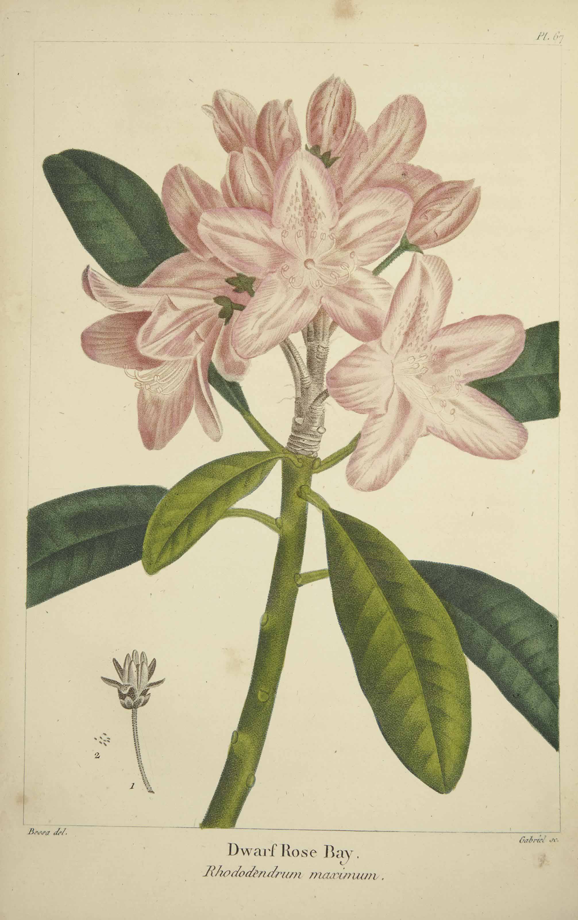 MICHAUX, François André (1770-1855). The North American Sylva, or A ...