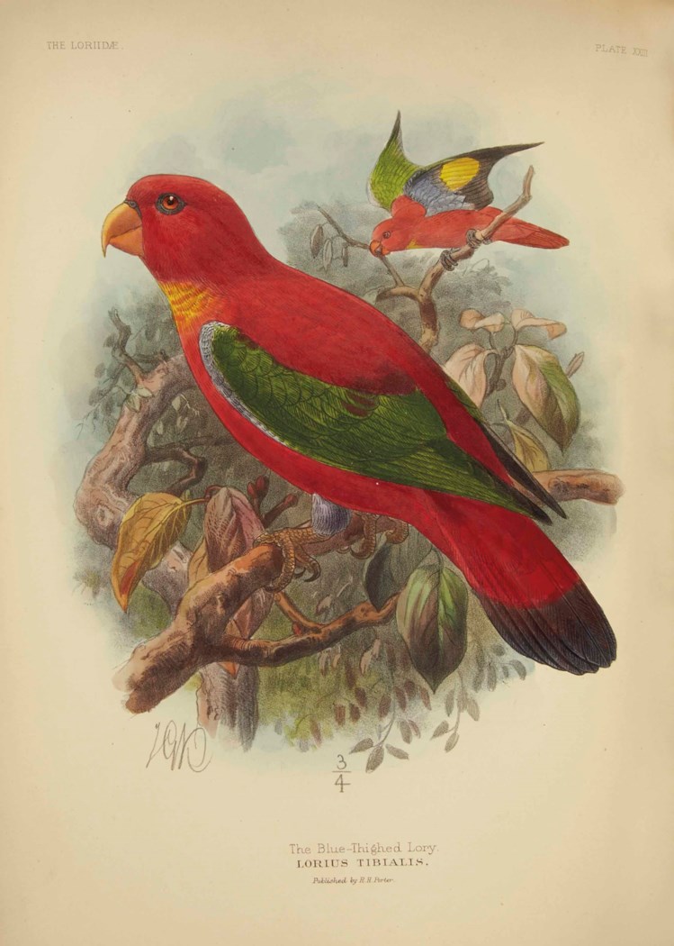 MIVART, St. George Jackson (1827-1900). A Monograph of the Lories or ...