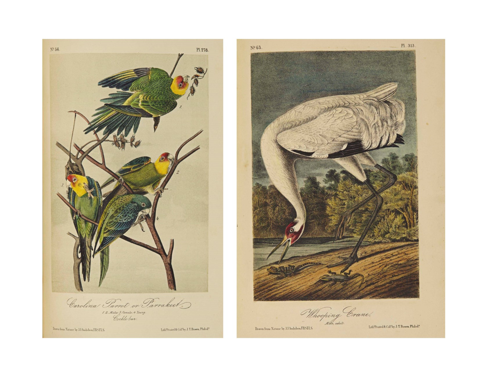 AUDUBON, John James (1785-1851). The Birds of America from Drawings ...