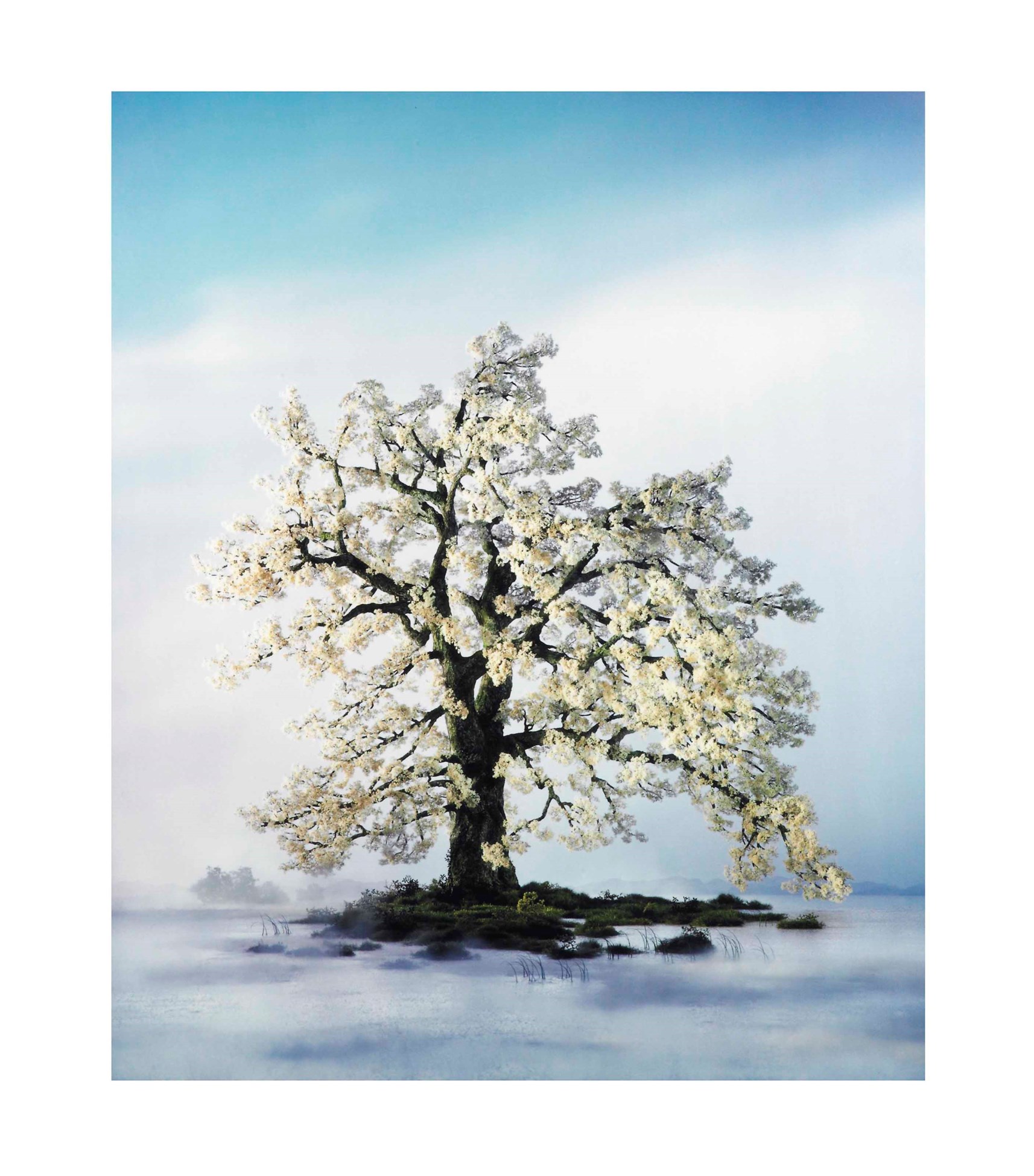 DIDIER MASSARD (B. 1953), SPRING TREE, 2002 | Christie's