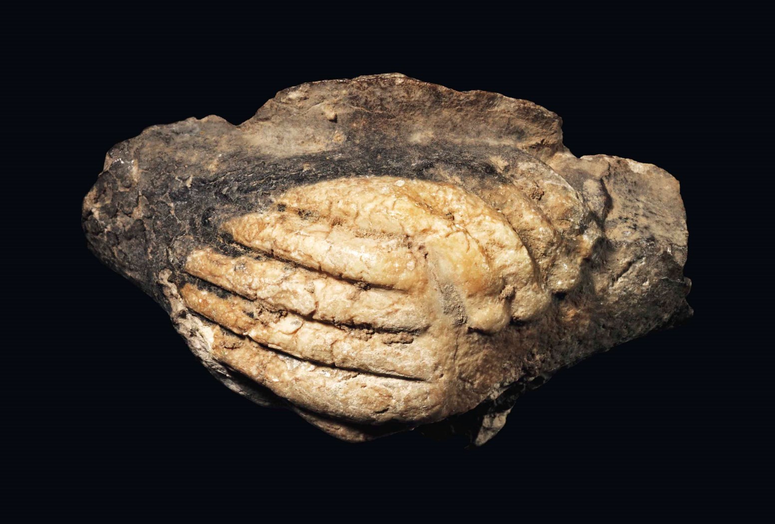 A SUMERIAN GYPSUM FRAGMENT OF CLASPED HANDS, EARLY DYNASTIC PERIOD ...