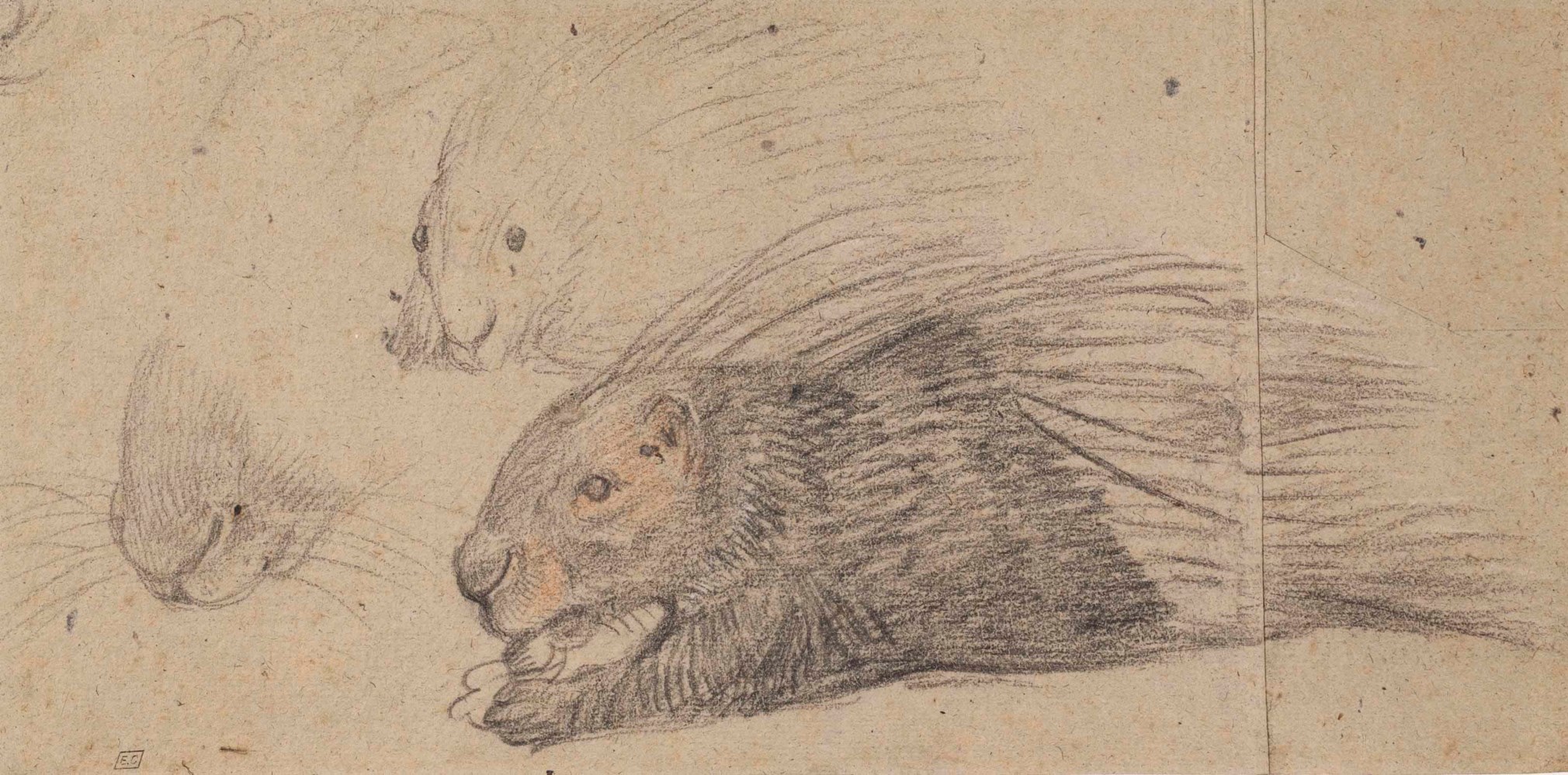 Pieter Boel (Antwerp 1622-1674 Paris), A porcupine in profile, with two ...