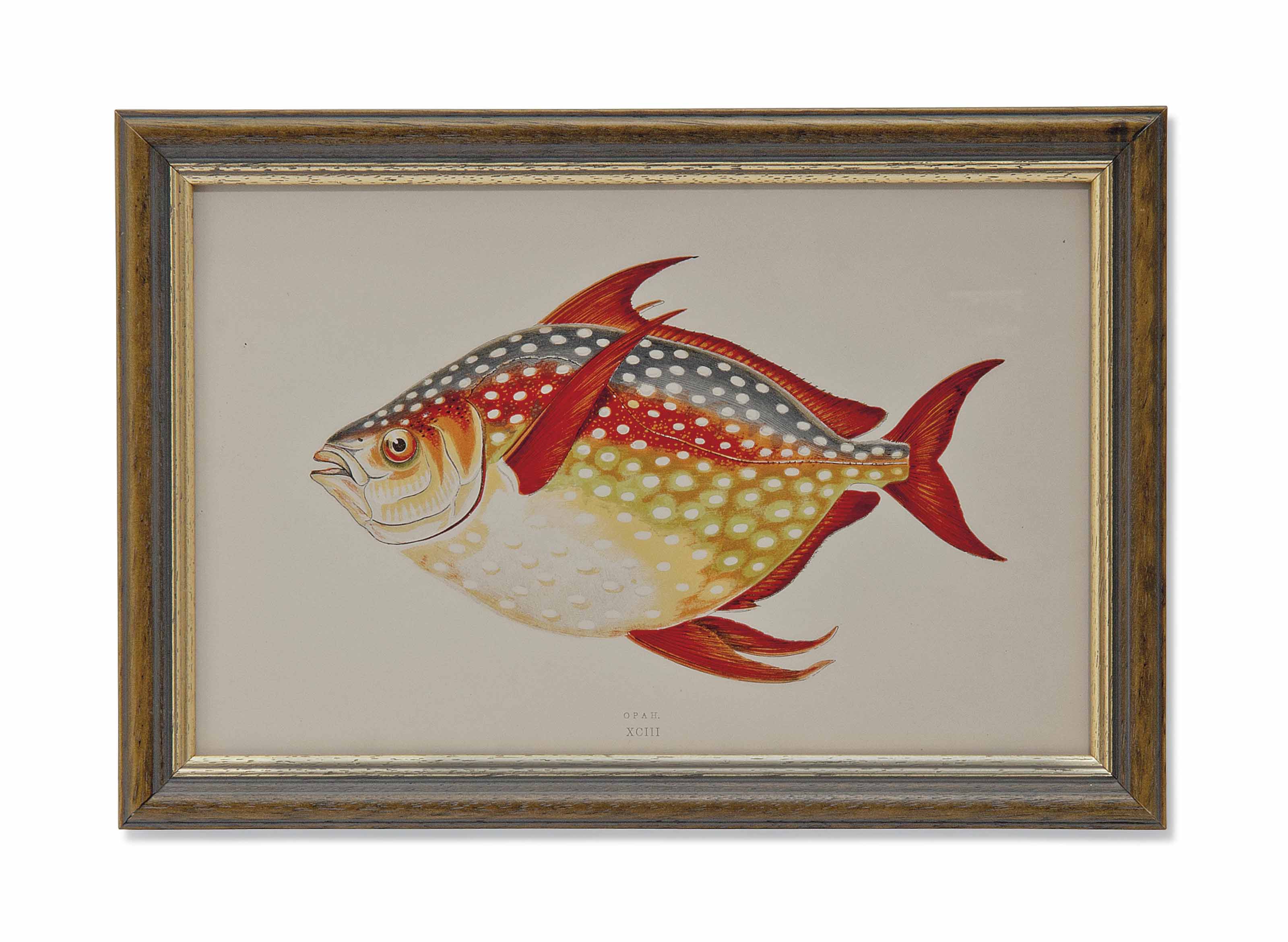 TWENTY HAND-COLOURED LITHOGRAPHS OF FISH