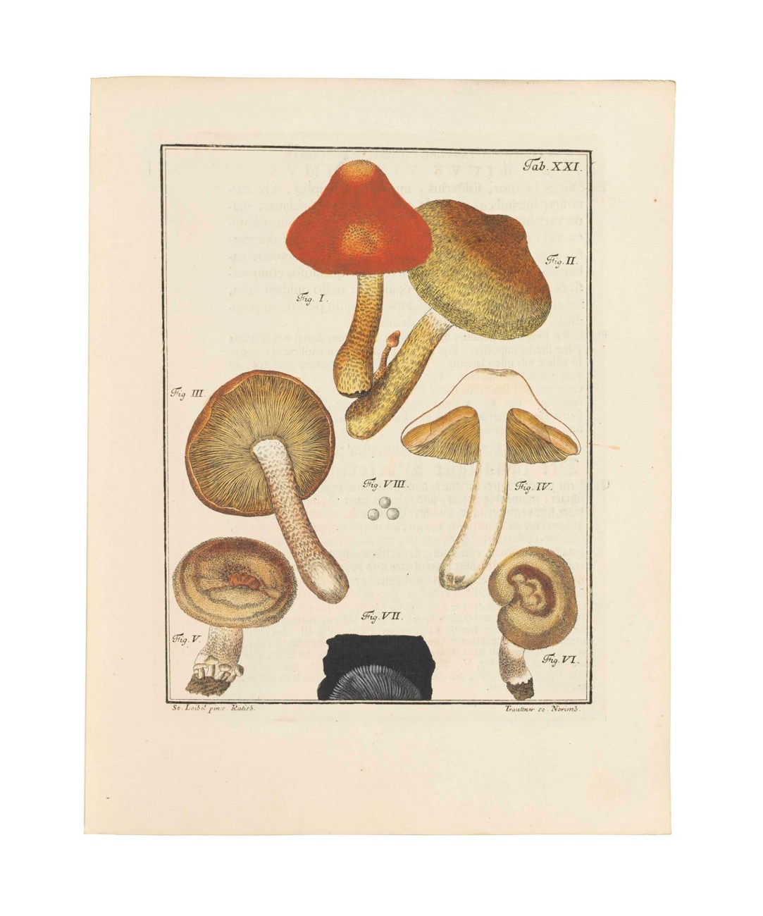 JACOB CHRISTIAN SCHAEFFER (1718-1790) | Christie's