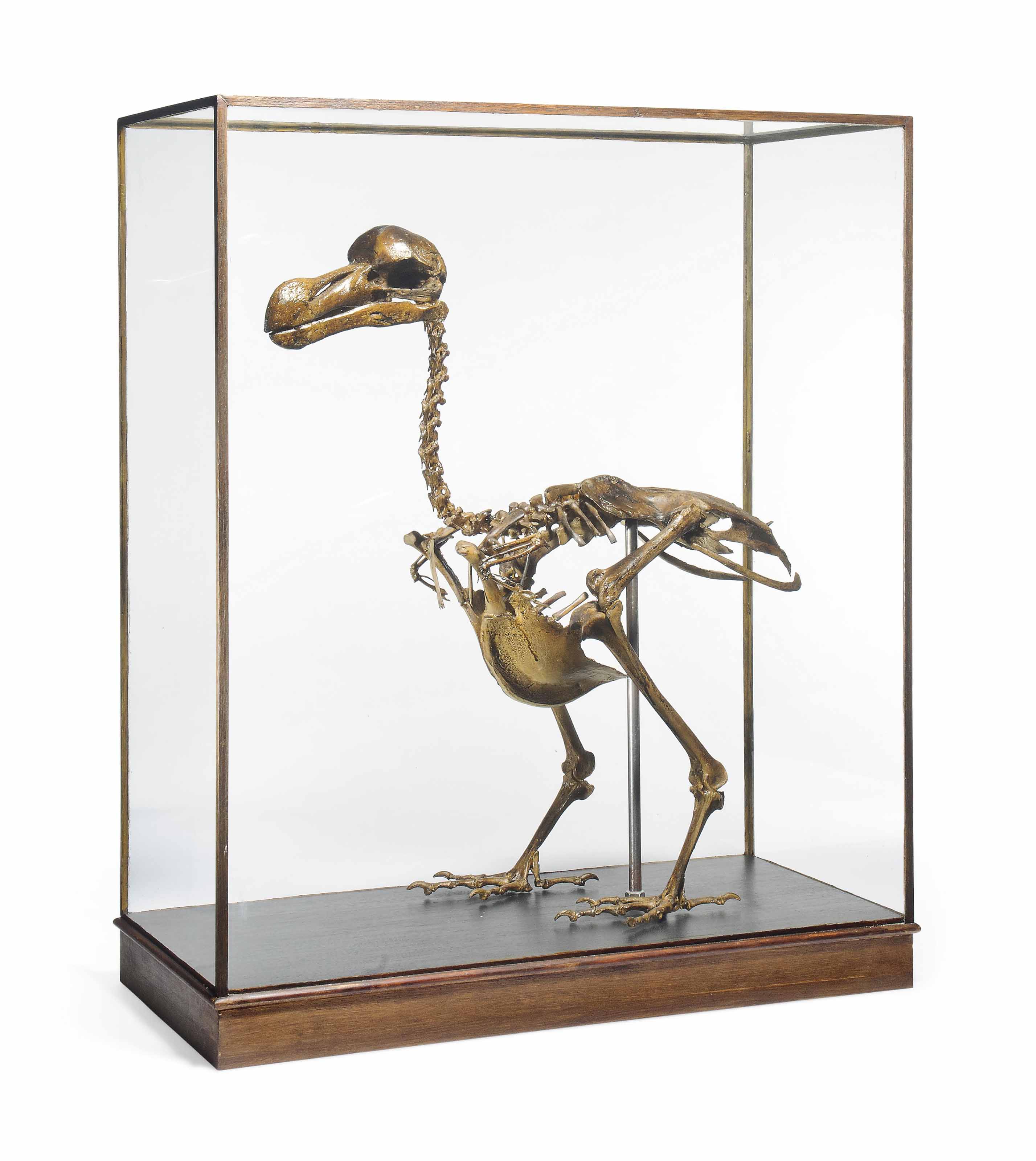 A CAST OF A COMPLETE DODO SKELETON