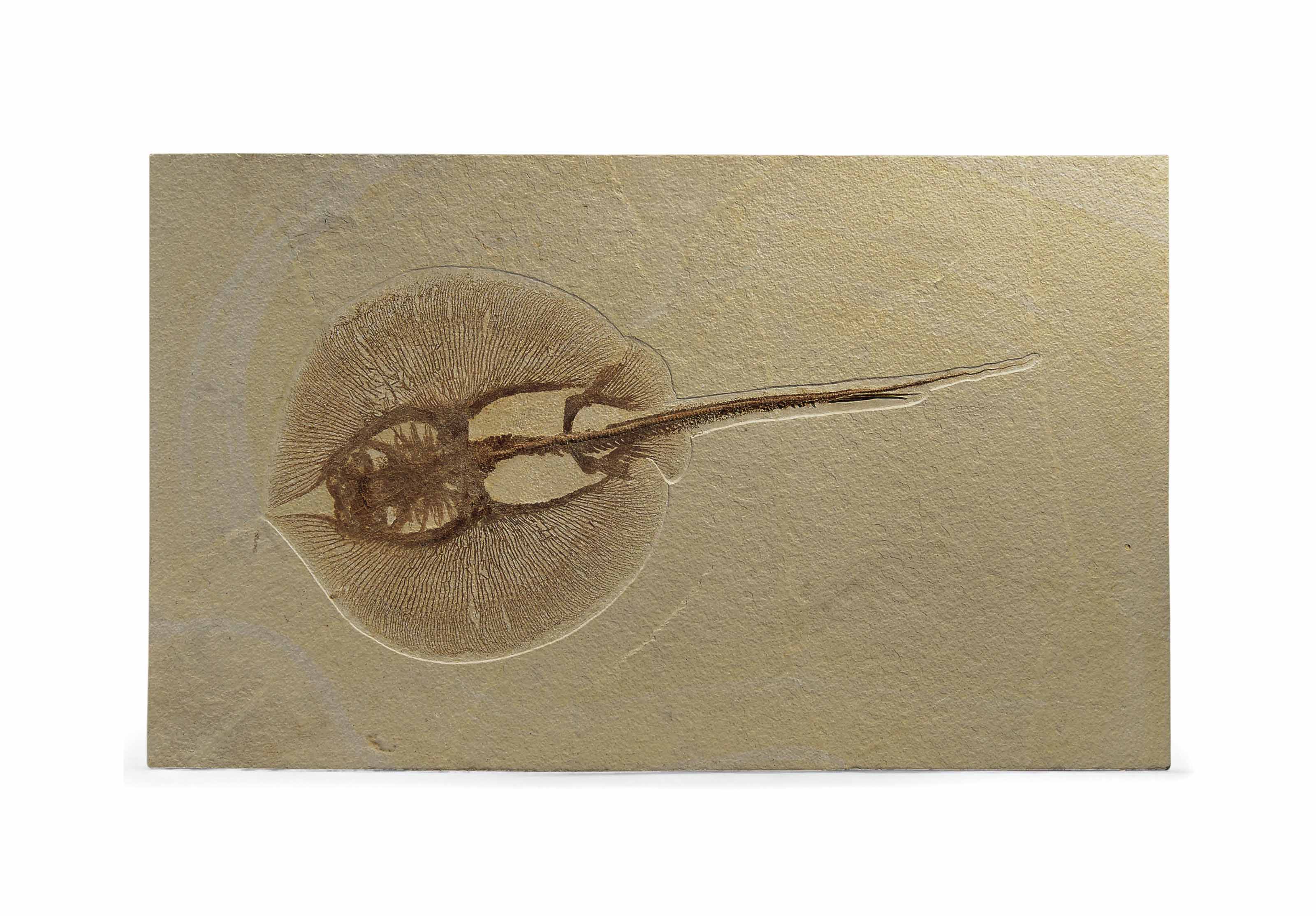 A Fossil Stingray