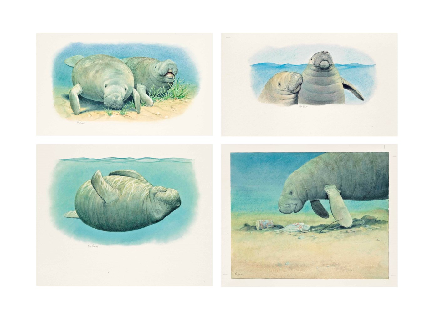 Peter Barrett (b. 1935), A set of four illustrations of Manatees ...