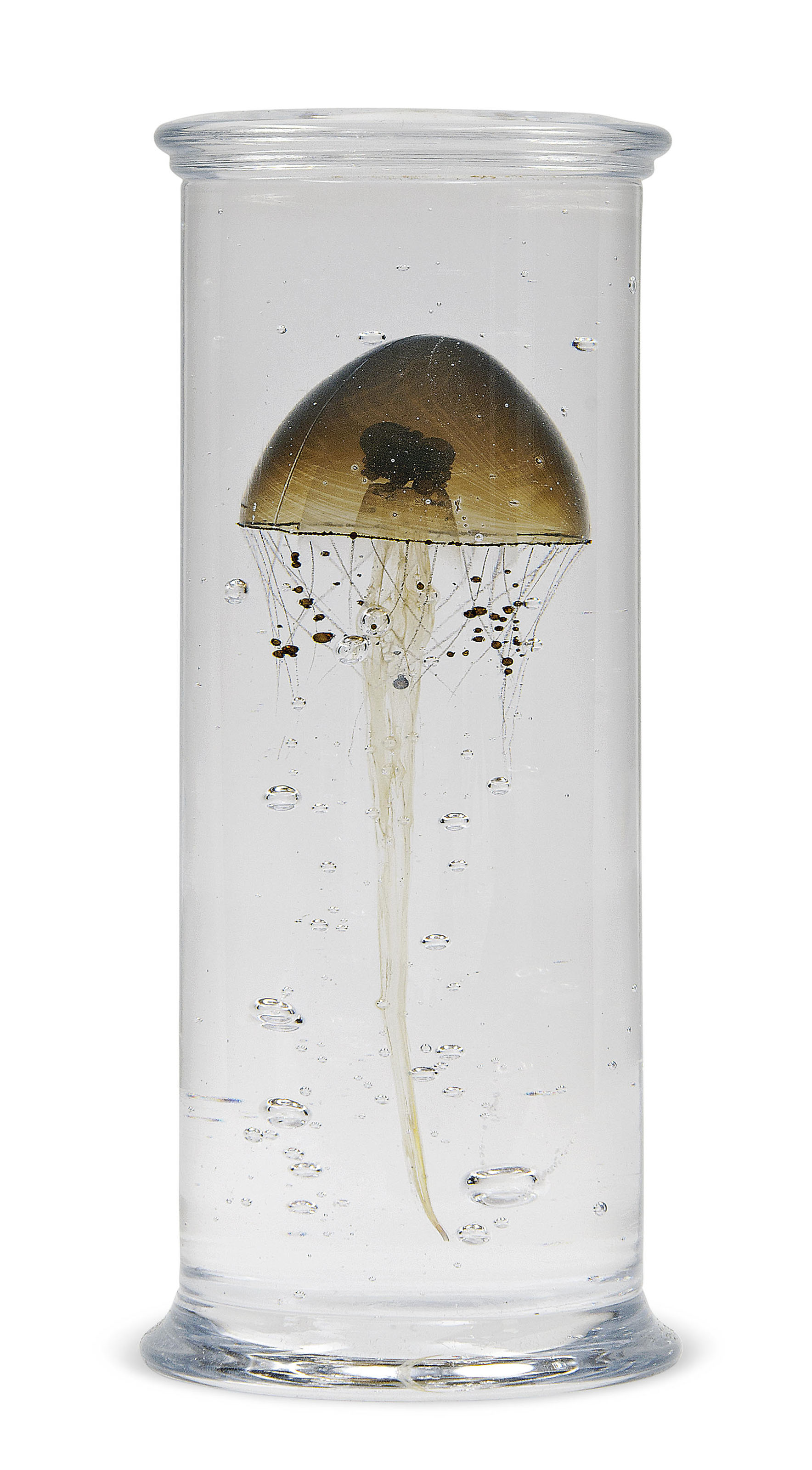 A DANISH GLASS MODEL OF A JELLYFISH IN A TUBE, 2014, BY STEFFEN DAM (B ...